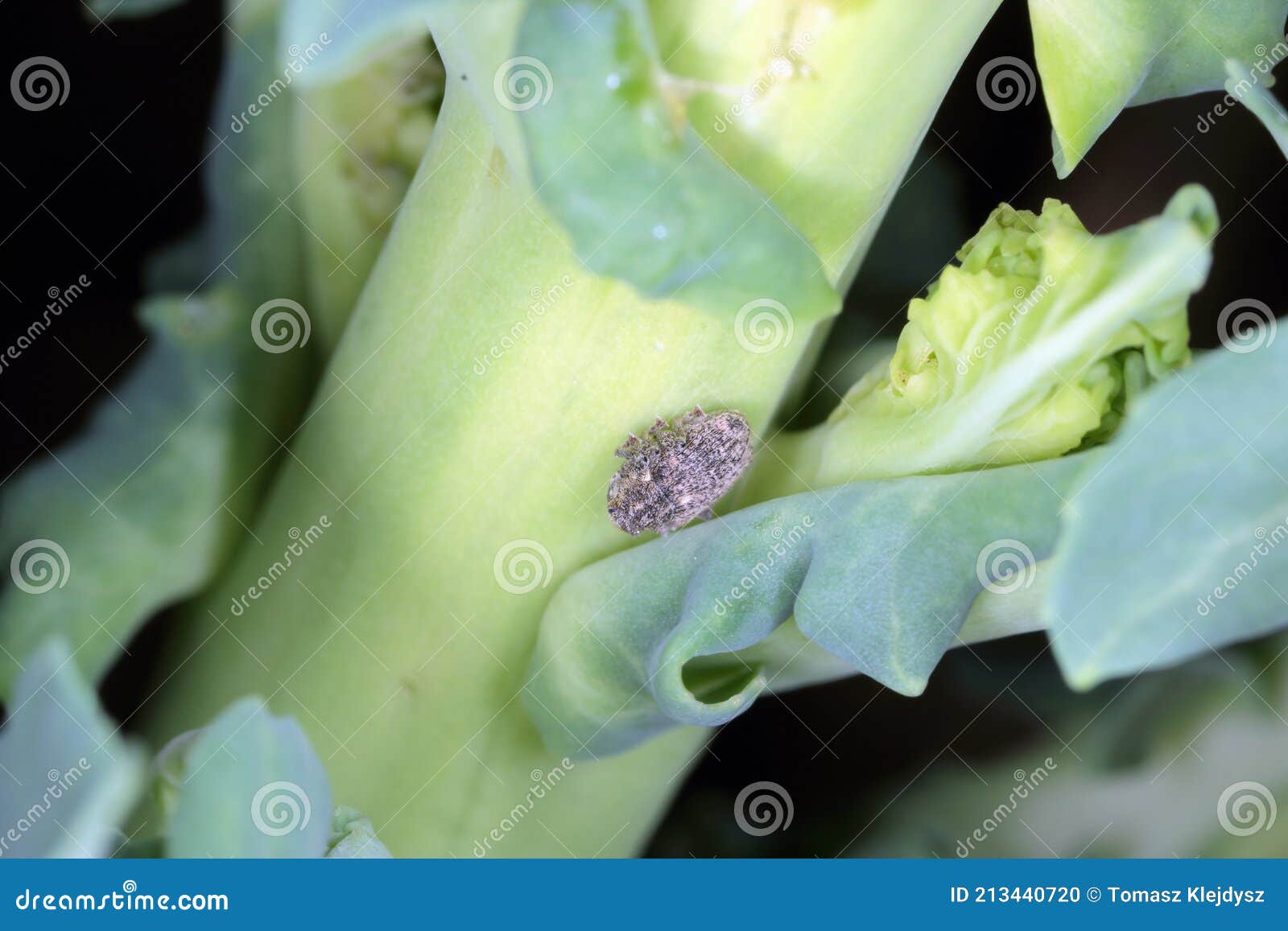 Ceutorhynchus Pallidactylus Formerly Quadridens - Cabbage Stem Weevil ...