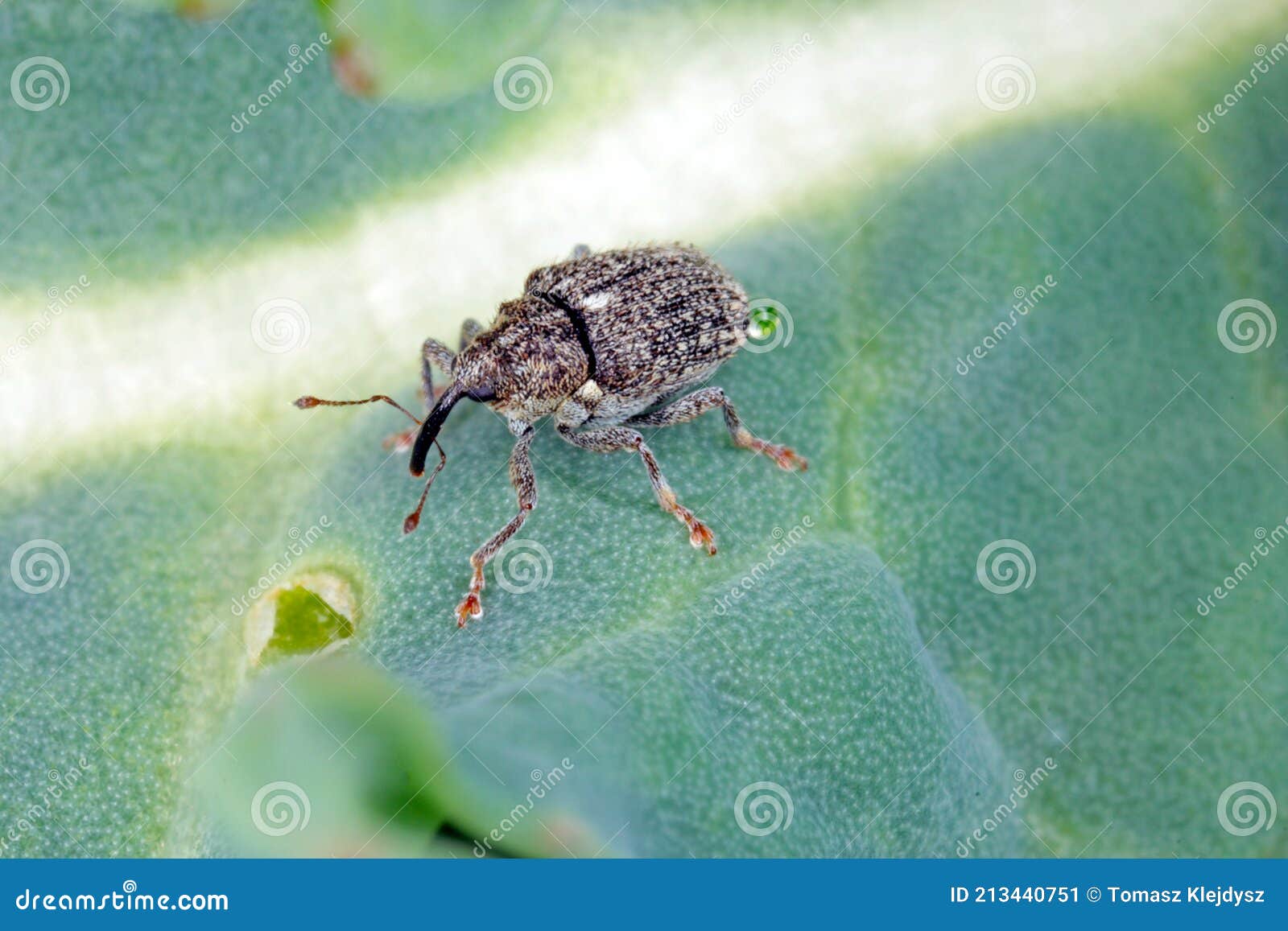 Ceutorhynchus Pallidactylus Formerly Quadridens - Cabbage Stem Weevil ...