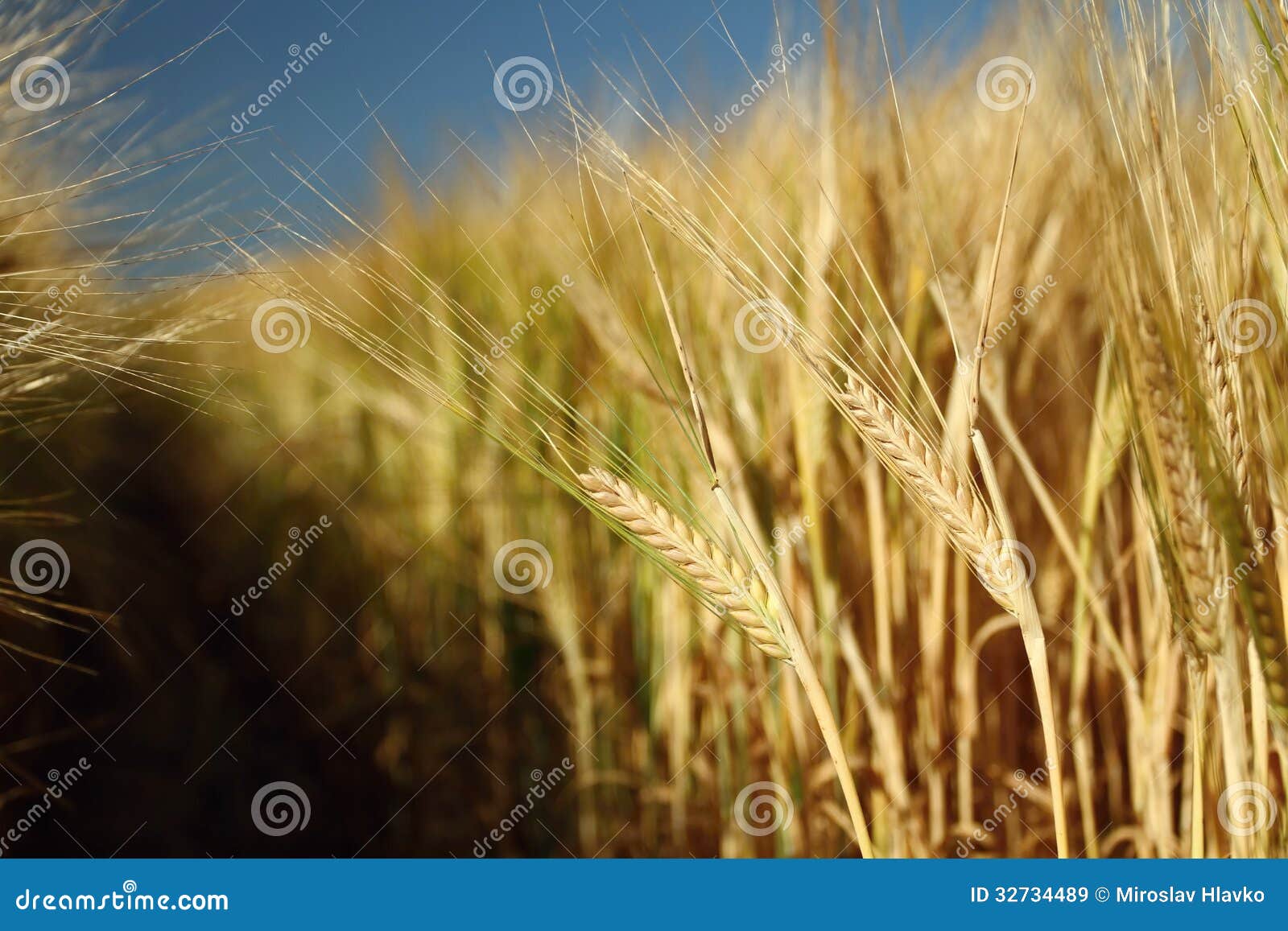 Cevada imagem de stock. Imagem de agricultura, alimento - 32734489