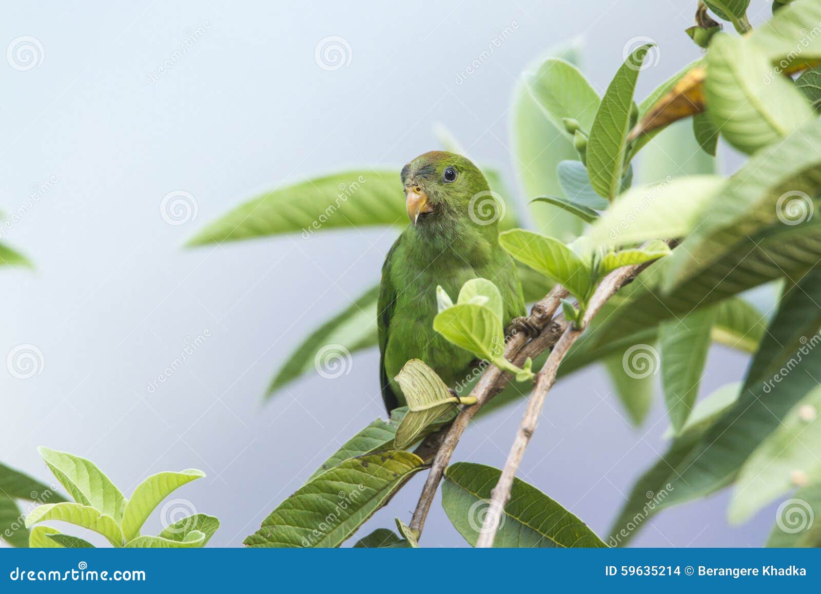 Ceylon Hanging-Parrot in Ella, Sri Lanka Stock Photo - Image of ...