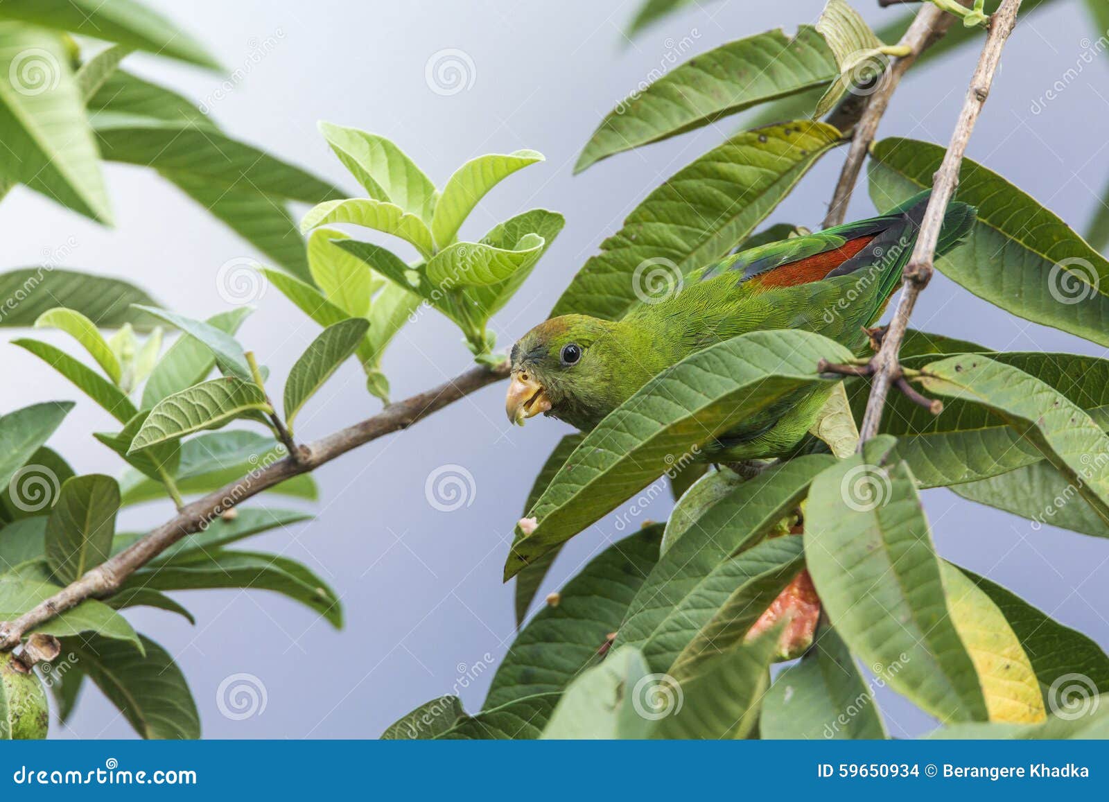 Ceylon Hanging-Parrot in Ella, Sri Lanka Stock Photo - Image of eating ...