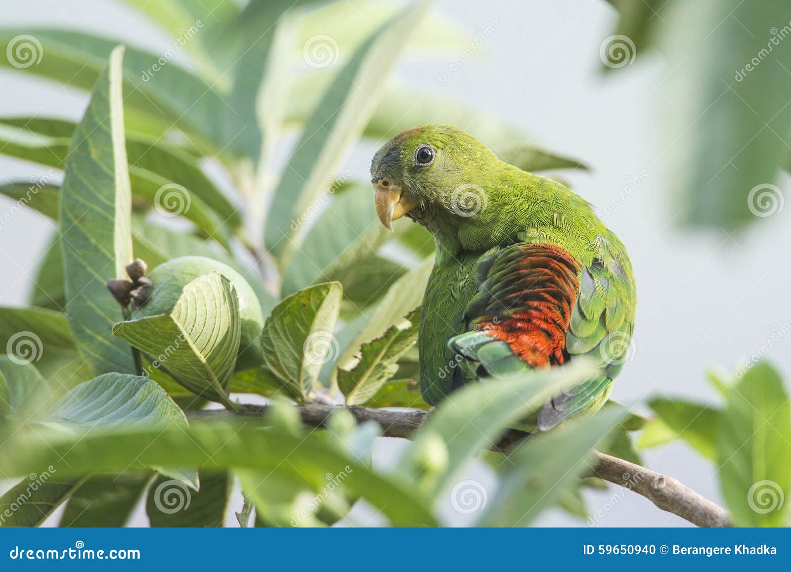 Ceylon Hanging-Parrot in Ella, Sri Lanka Stock Photo - Image of ...