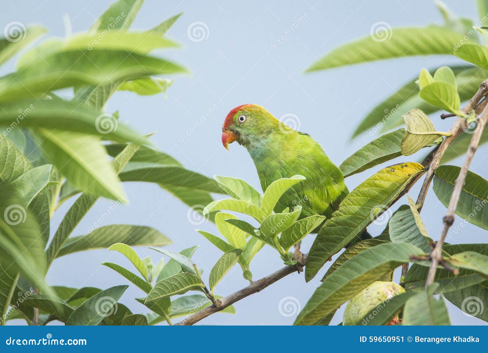 Ceylon Hanging-Parrot in Ella, Sri Lanka Stock Image - Image of ceylon ...