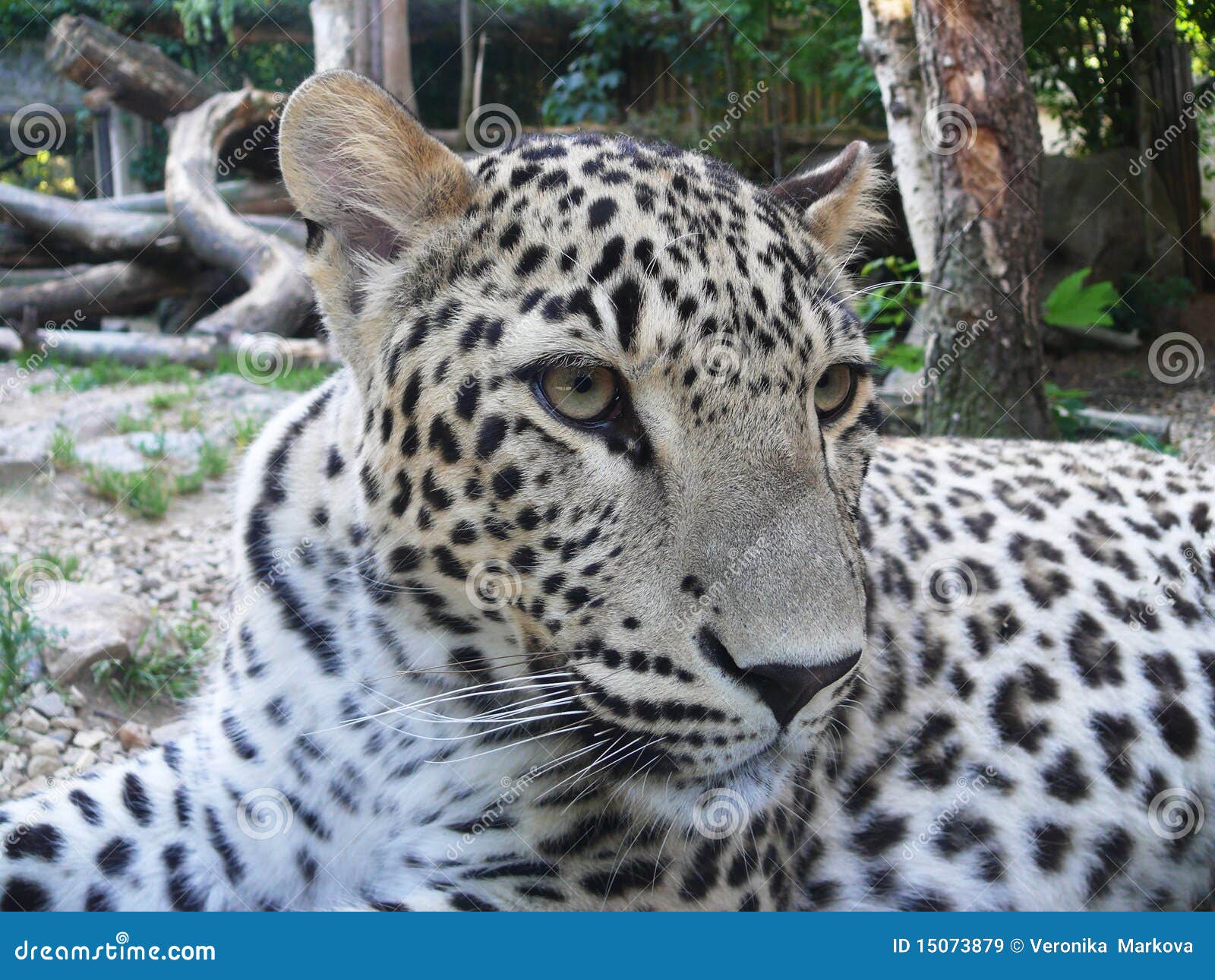 Ceylon Leopard stock image. Image of melancholy, grief - 15073879