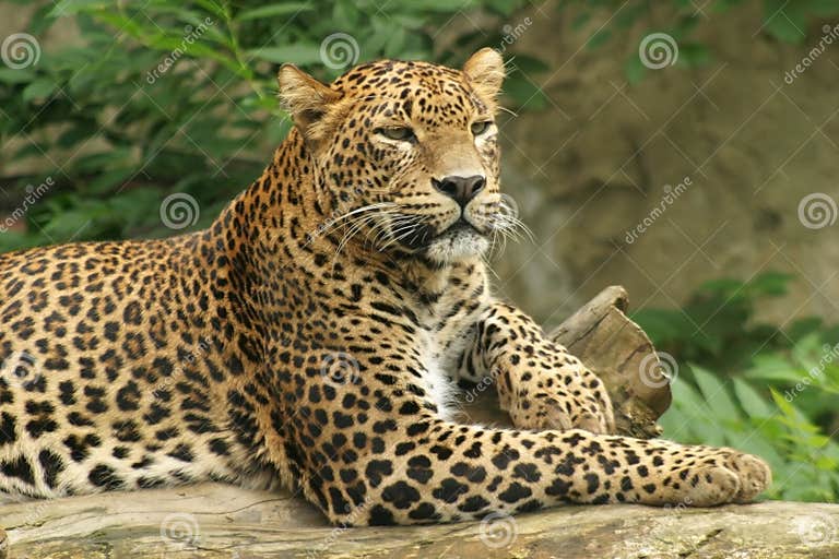 Ceylon leopard stock image. Image of prey, feline, pardus - 1740353