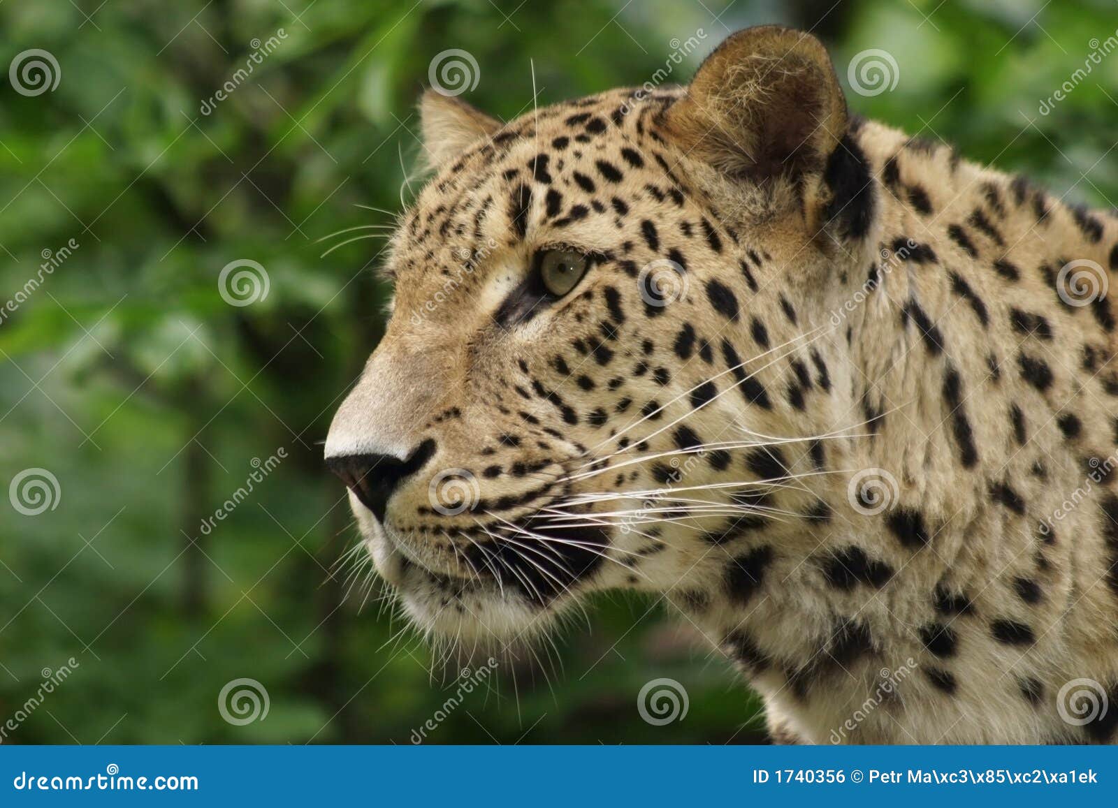 Ceylon leopard stock photo. Image of portrait, head, beast - 1740356