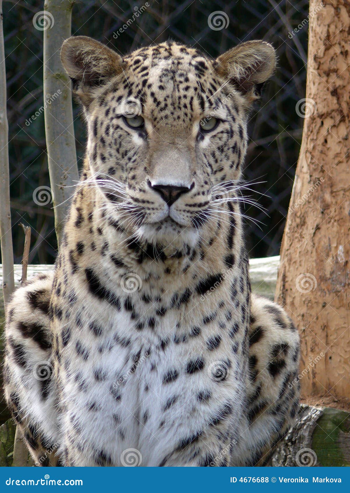Ceylon leopard arkivfoto. Bild av anhydrous, päls, fluffigt - 4676688