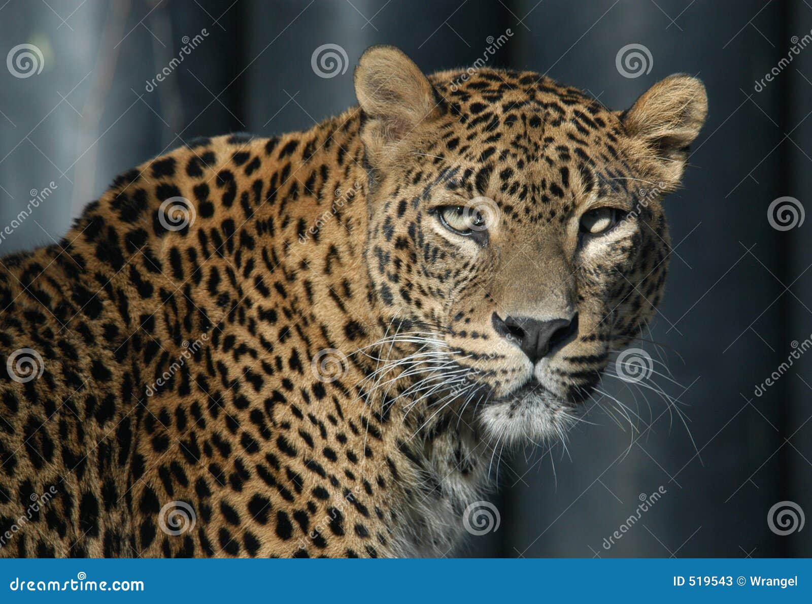 Ceylon Leopard stock image. Image of poach, felidae, pardus - 519543