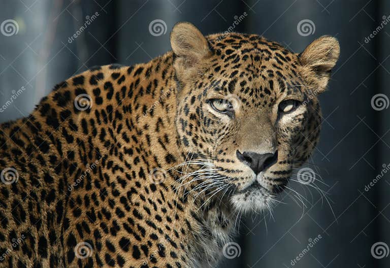 Ceylon Leopard stock image. Image of poach, felidae, pardus - 519543