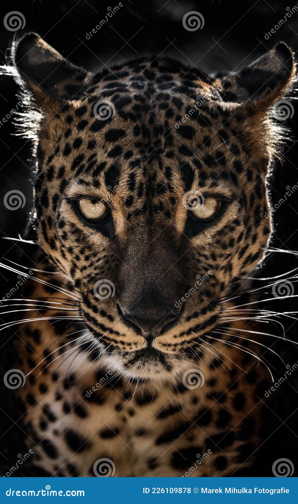 Ceylon leopard stock photo. Image of life, wild, wildlife - 226109878