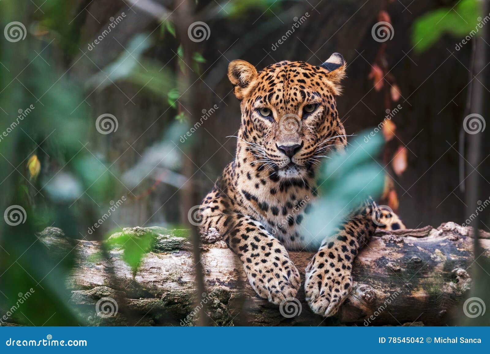 Ceylon Leopard Lying on a Wooden Log Stock Photo - Image of closeup ...