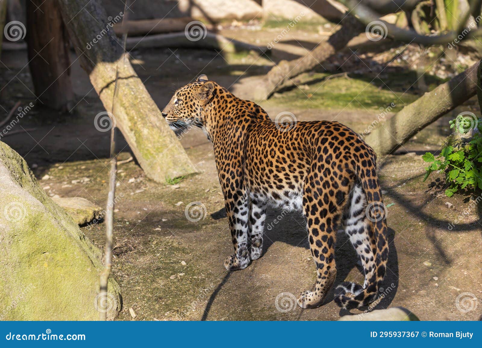 Ceylon Leopard - Panthera Pardus Kotiya Hiding from the Sun Stock Image ...