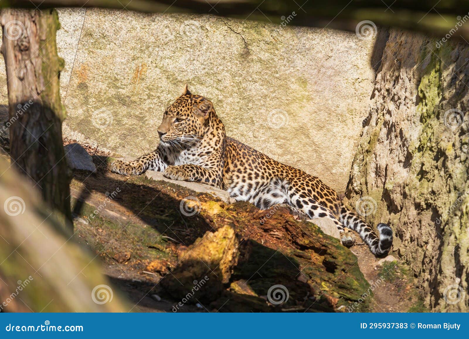 Ceylon Leopard - Panthera Pardus Kotiya Hiding from the Sun Stock Image ...