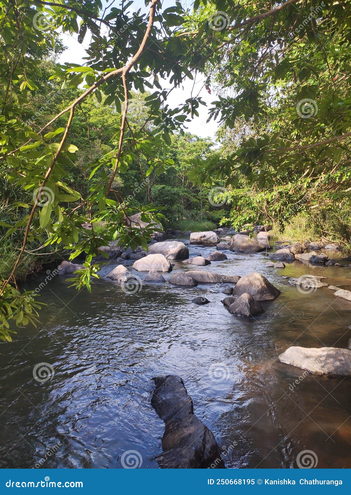 Ceylon nature river stock image. Image of nature, place - 250668195