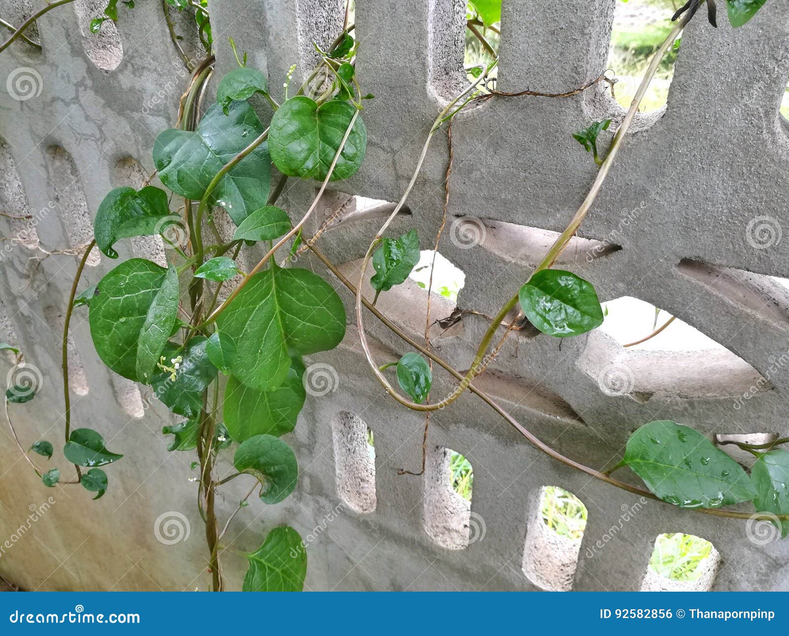 Ceylon Spinach stock photo. Image of natural, garden - 92582856