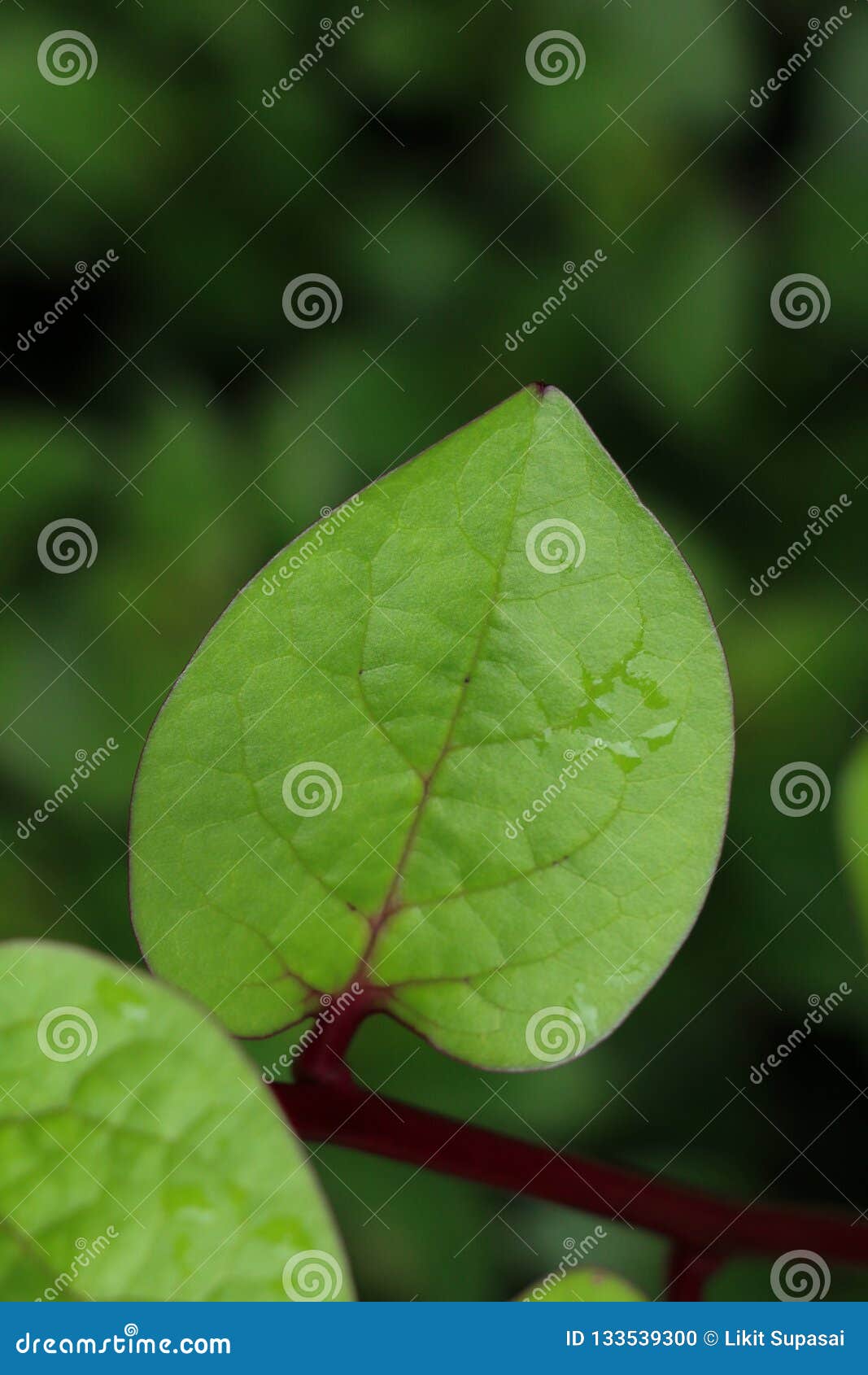 Ceylon spinach at garden stock photo. Image of malabar - 133539300