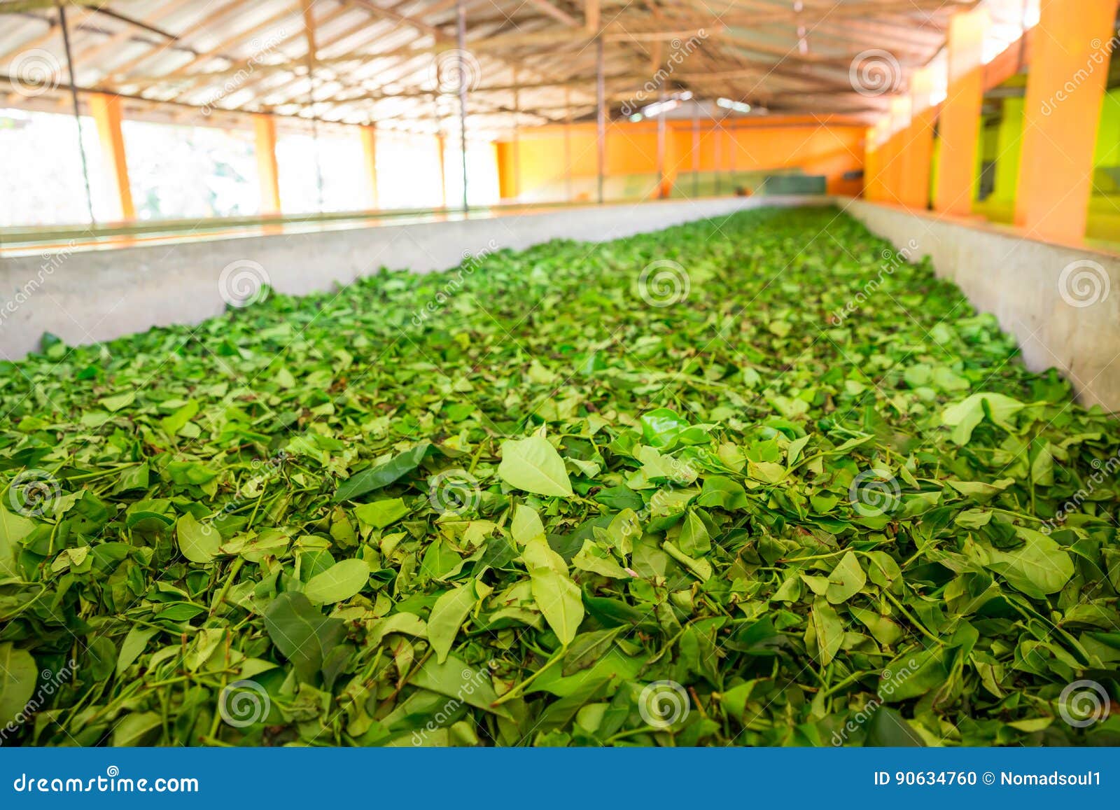 Ceylon Tea Leaves Drying Process Stock Photo - Image of medicine ...