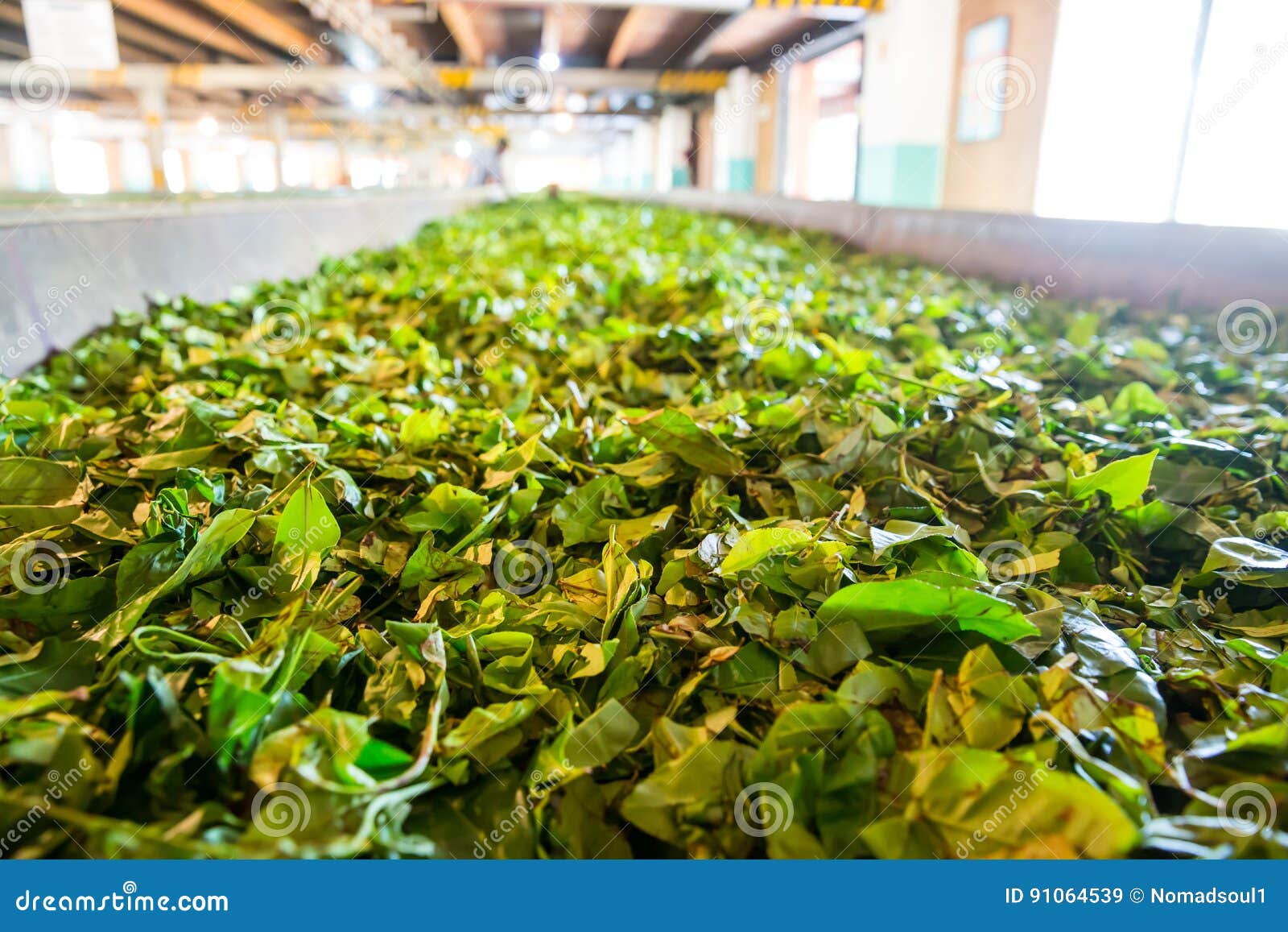 Ceylon Tea Leaves Drying Process Stock Image - Image of closeup, herbal ...