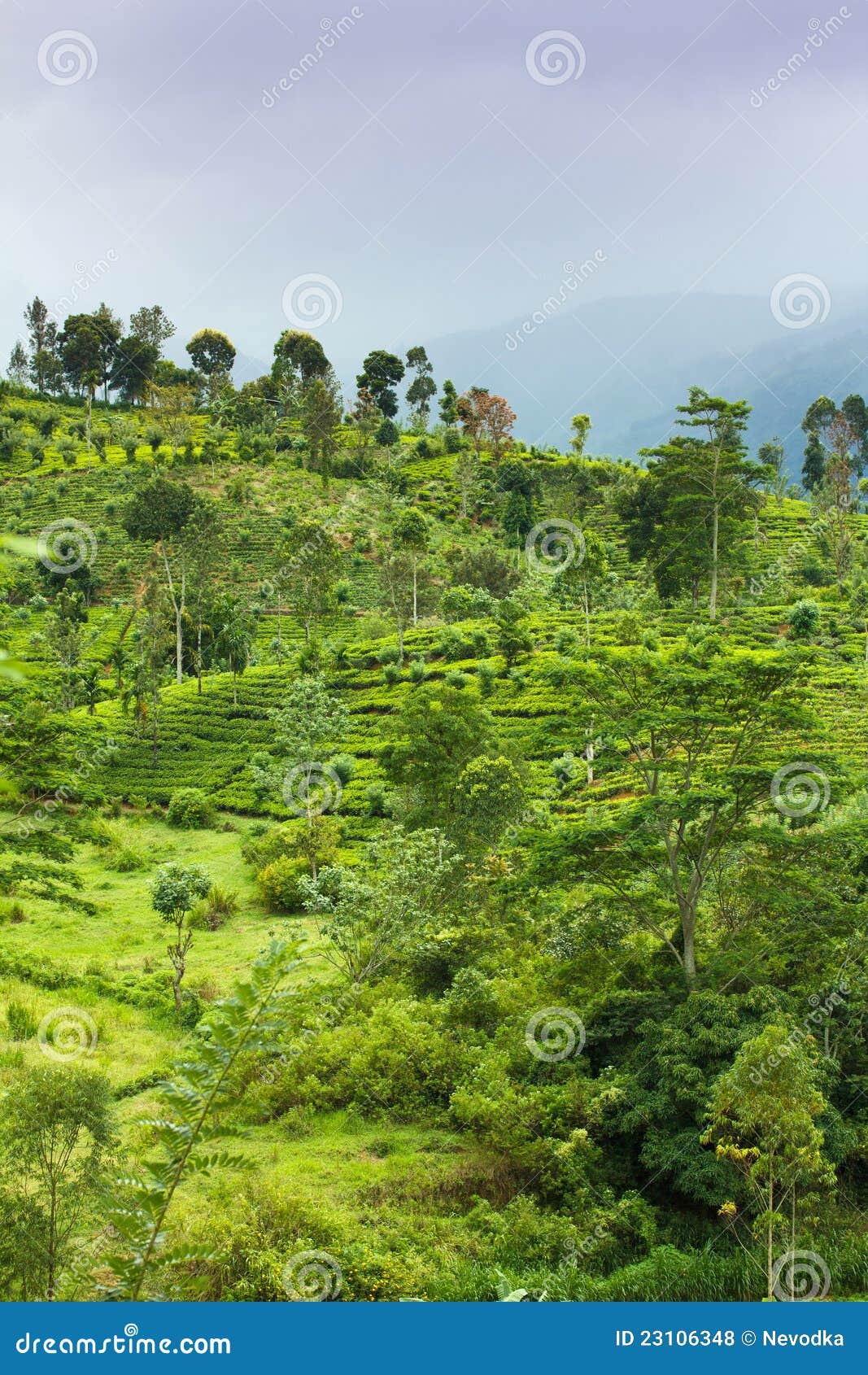 Ceylon tea plantation stock photo. Image of flora, forest - 23106348