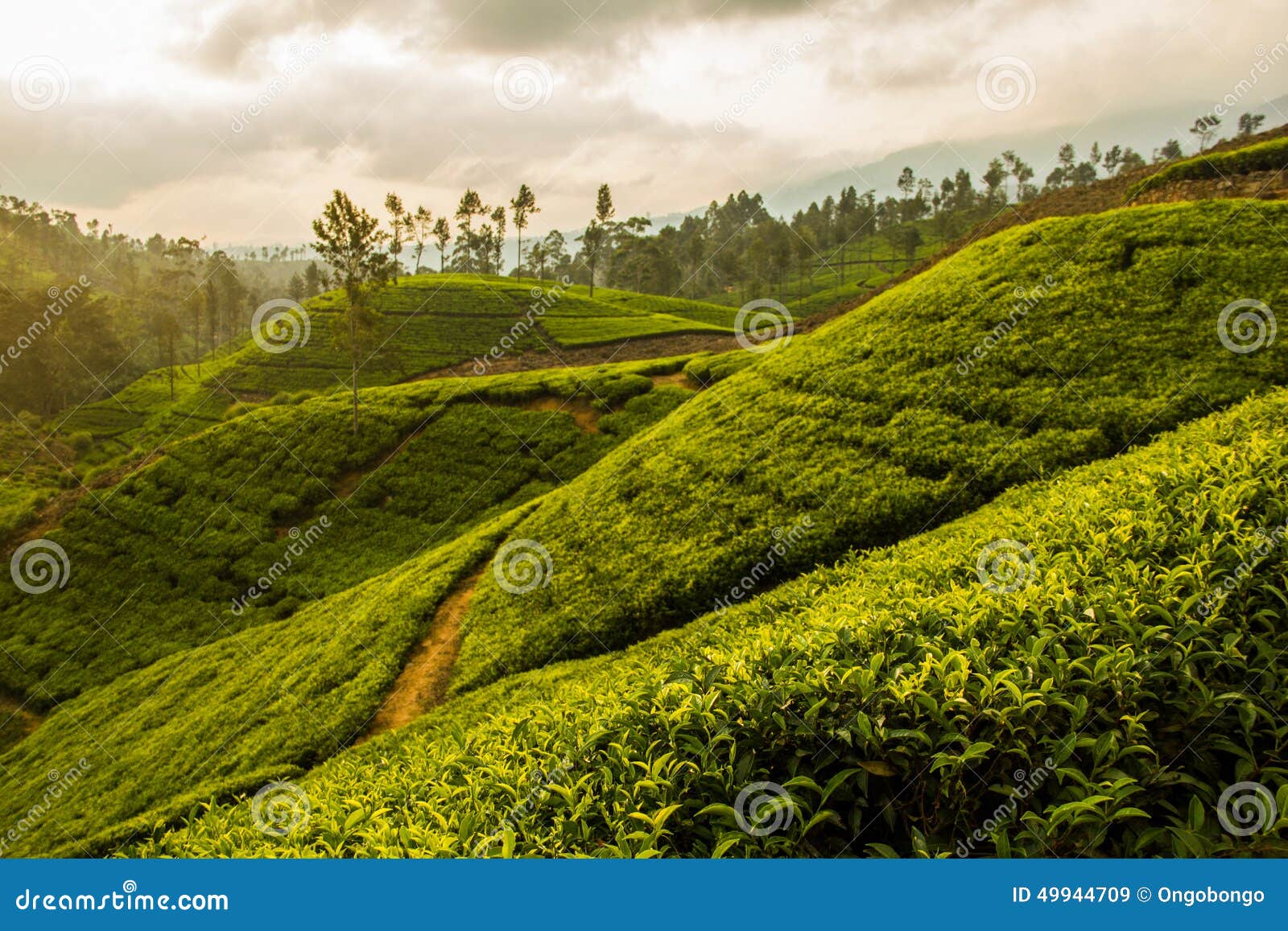 Ceylon tea plantation stock image. Image of yellow, field - 49944709