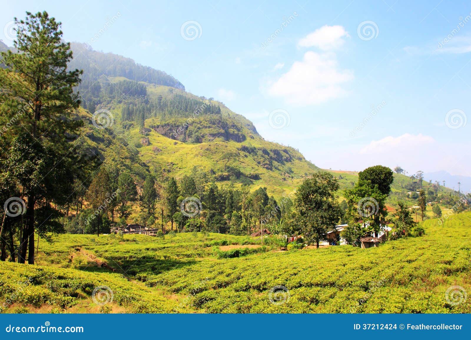 Ceylon Tea Plantation in Sri Lanka Stock Photo - Image of country ...