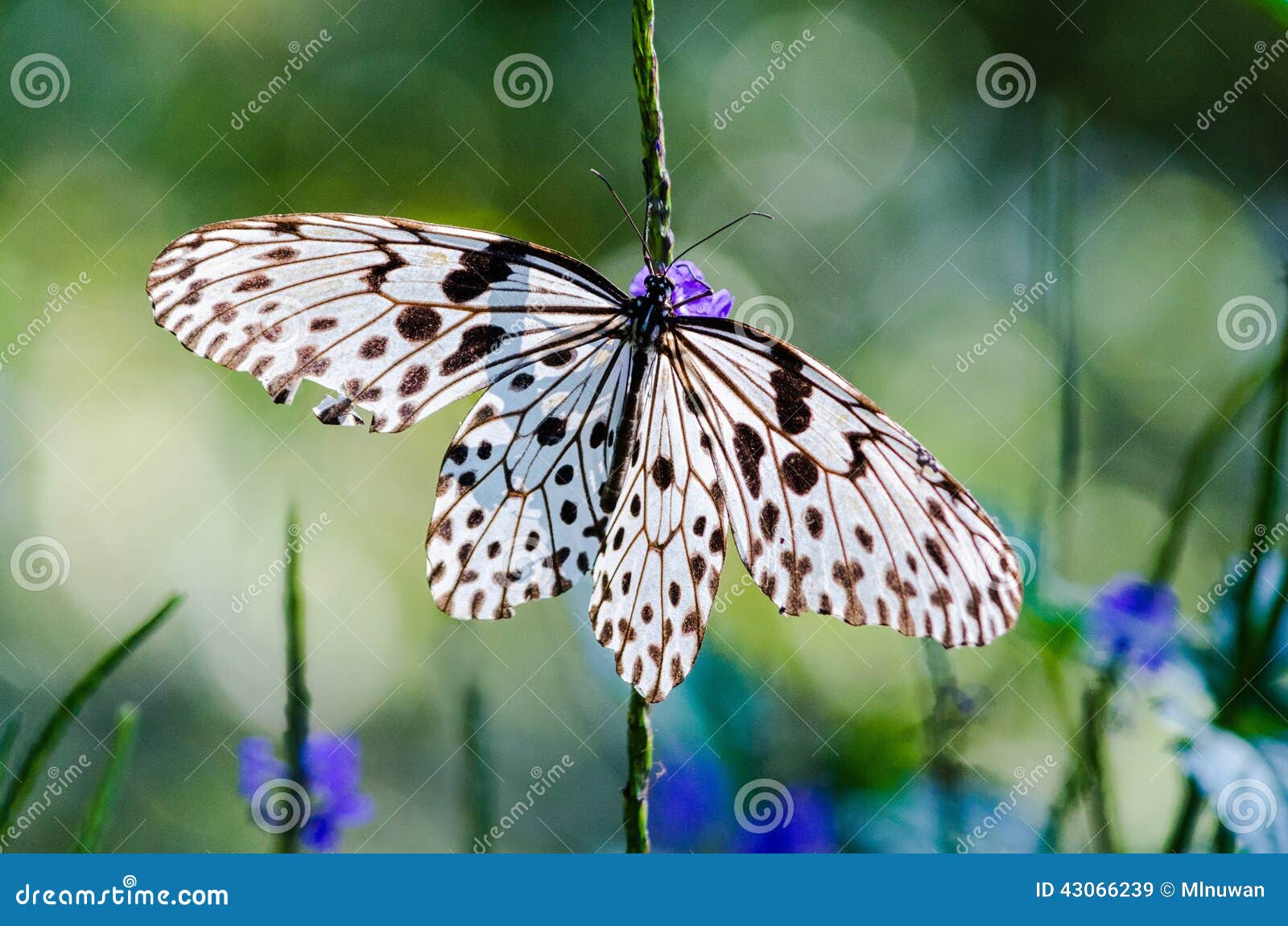 The Ceylon Tree Nymph stock image. Image of iasonia, fragility - 43066239
