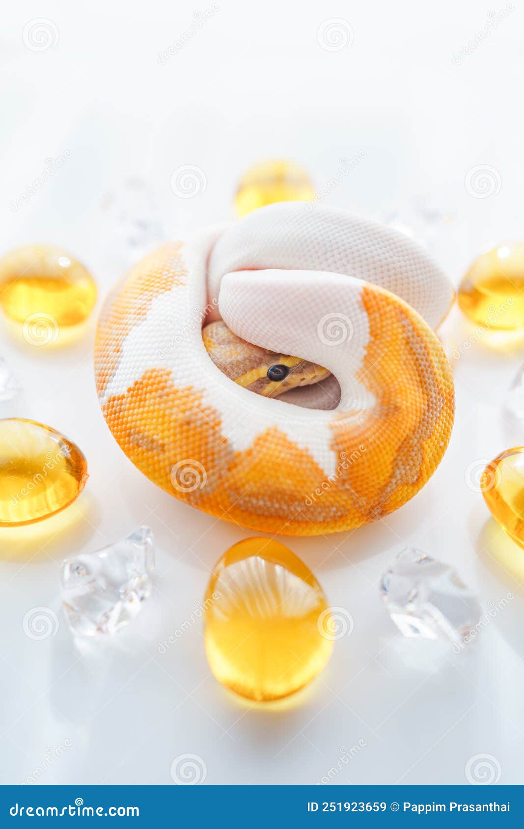 Banana Pied Ball Python Snake Stock Image - Image of animal, hatchling ...