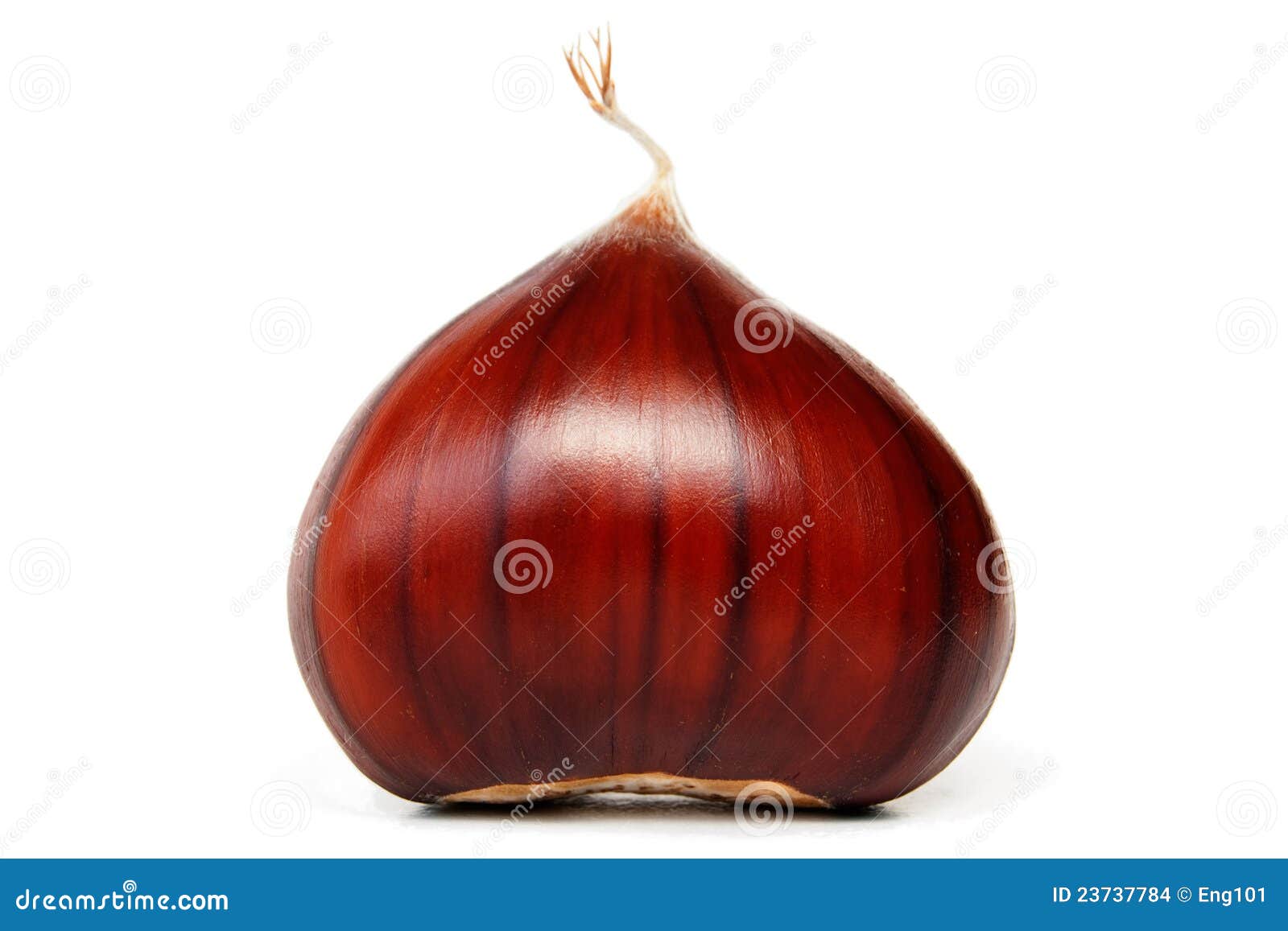 Châtaigne Images stock - Image: 23737784