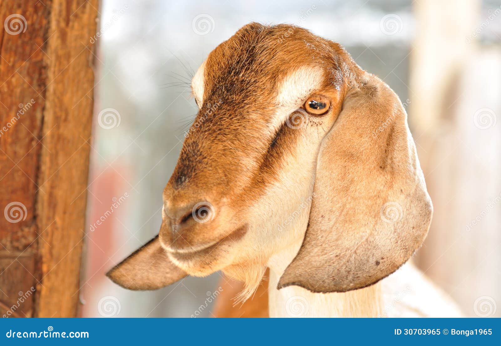 Chèvre image stock. Image du domestique, embarassé, bétail - 30703965