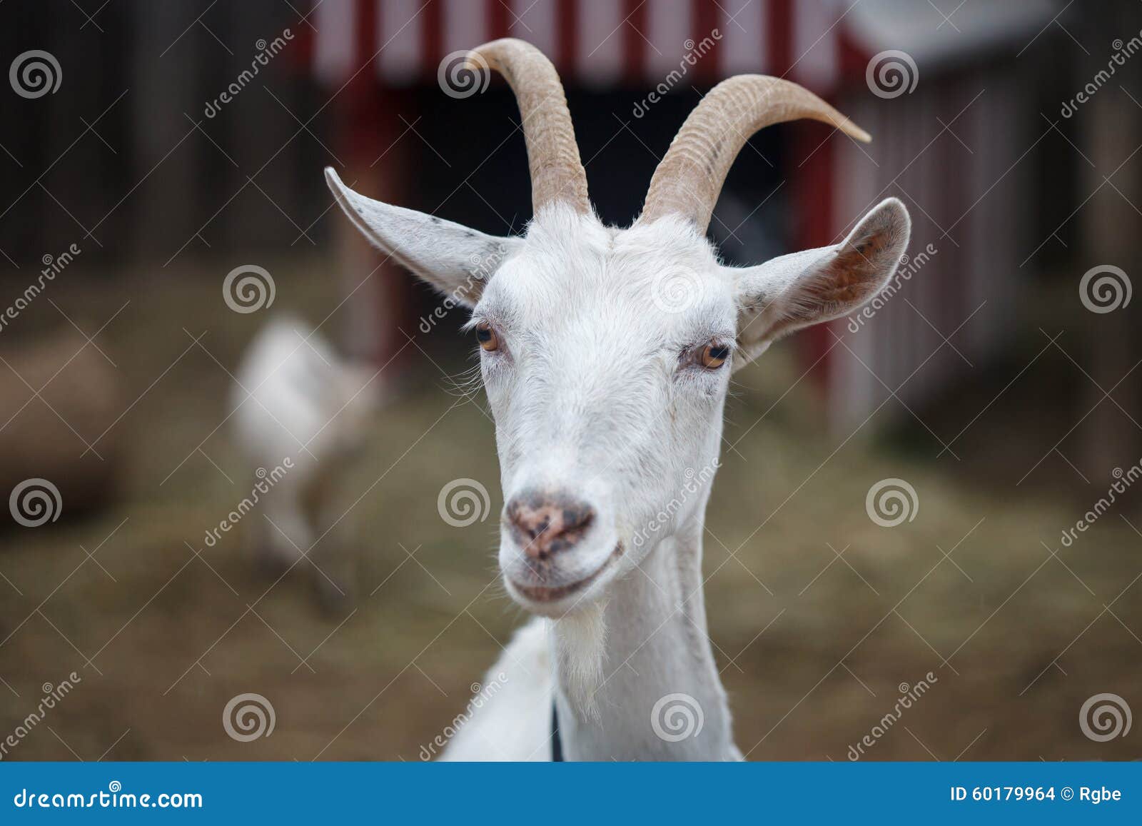 Chèvre Photos Stock - Téléchargez 101,337 Photos libres de droits