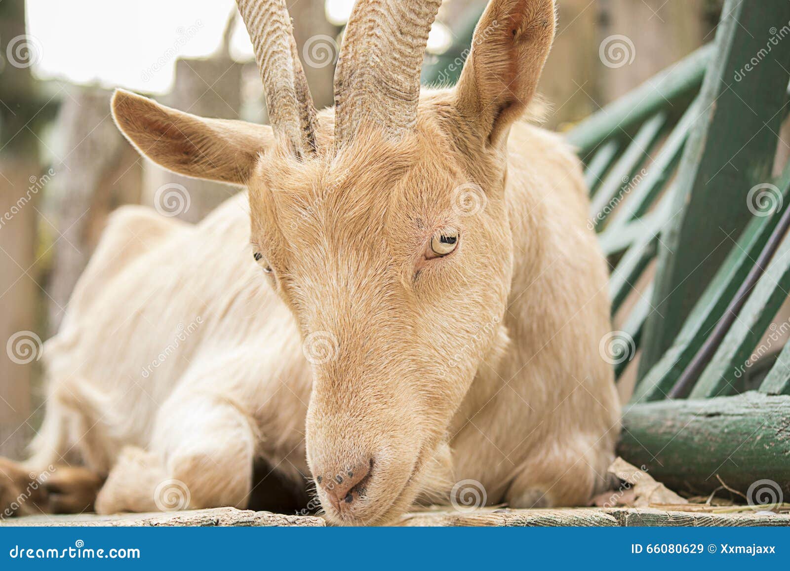 Chèvre image stock. Image du ferme, klaxons, village - 66080629