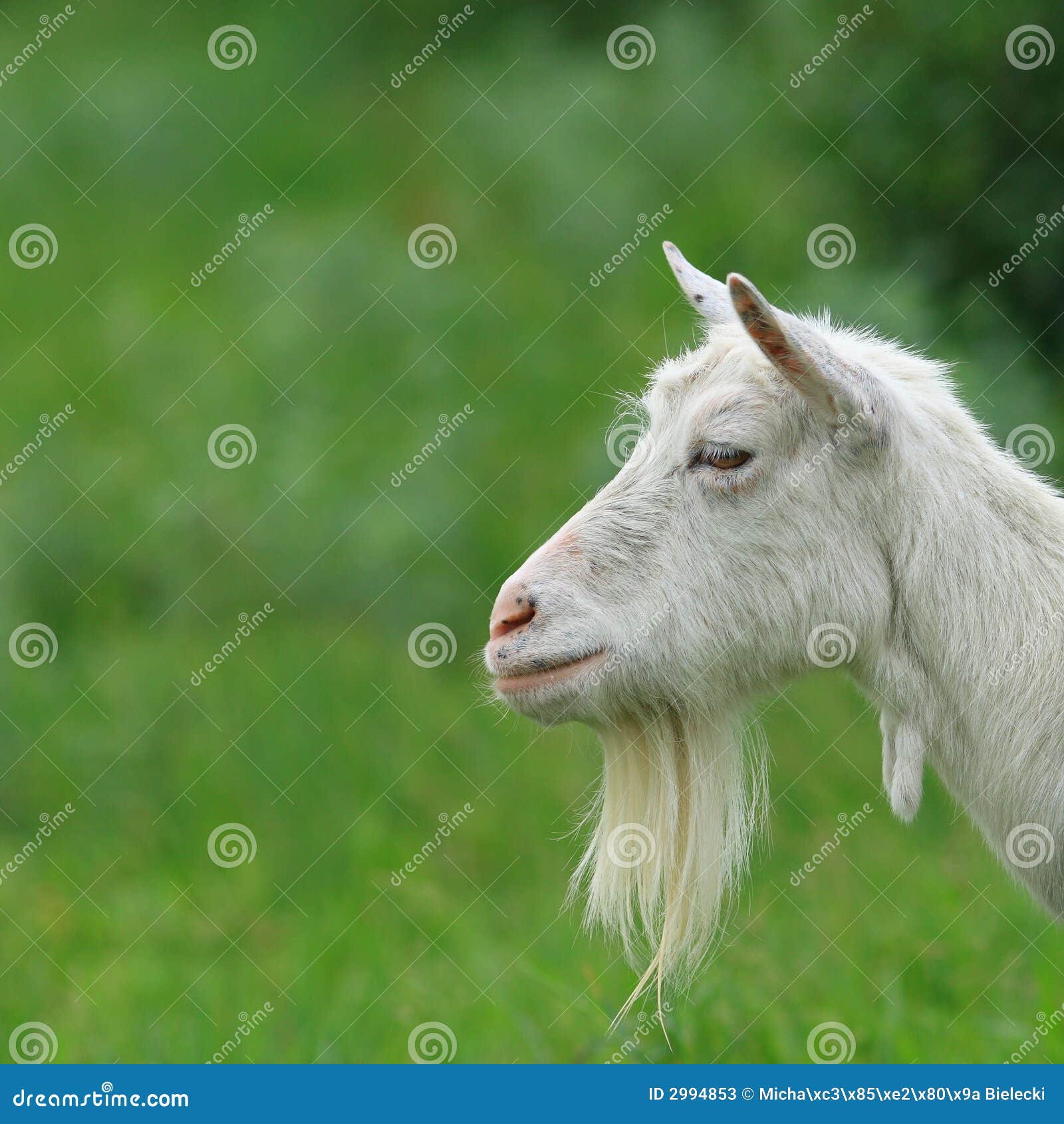 Chèvre barbue image stock. Image du fourrure, isolement - 2994853