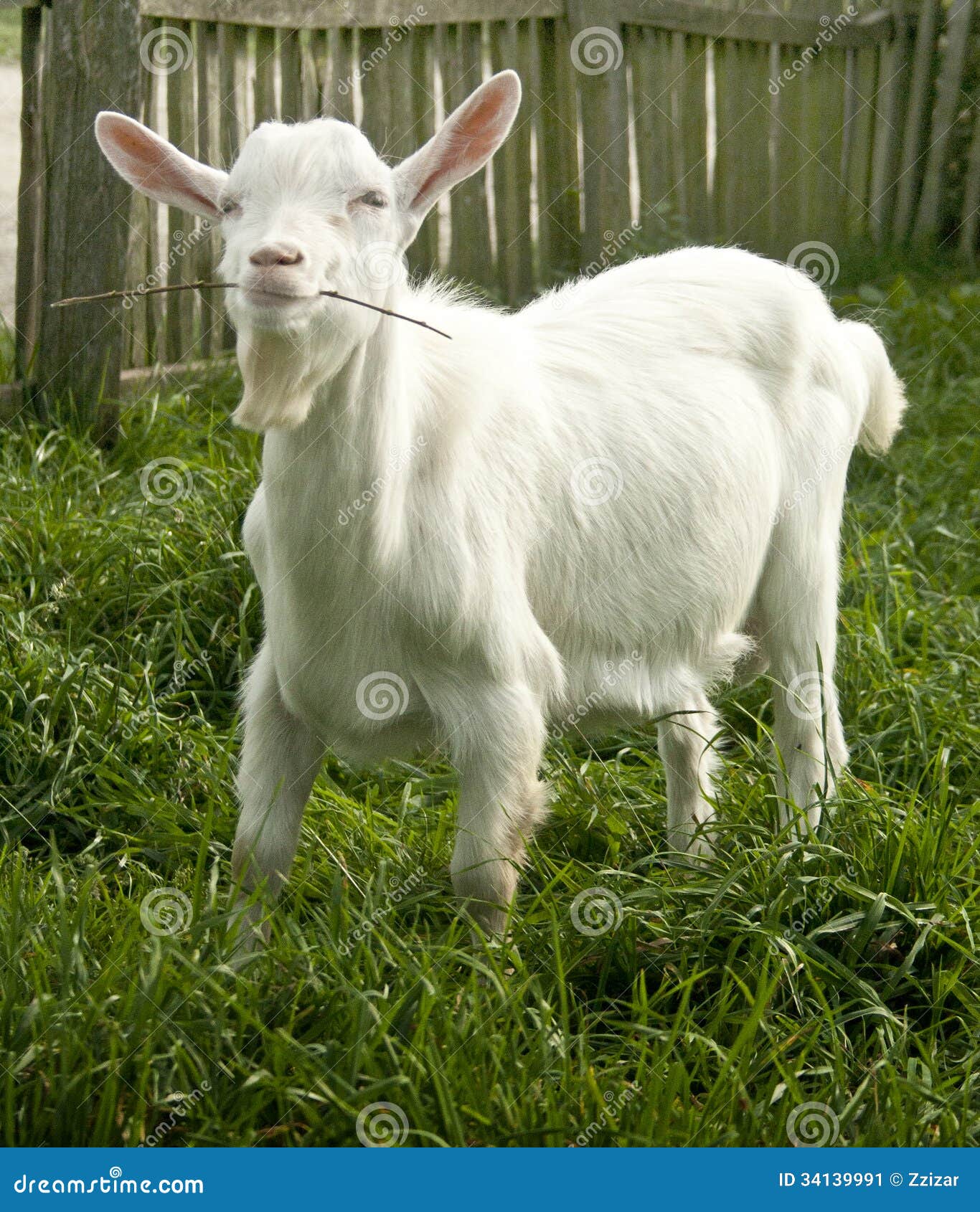 Chèvre Blanche Mignonne Yeanling Image stock - Image du pré, animal ...