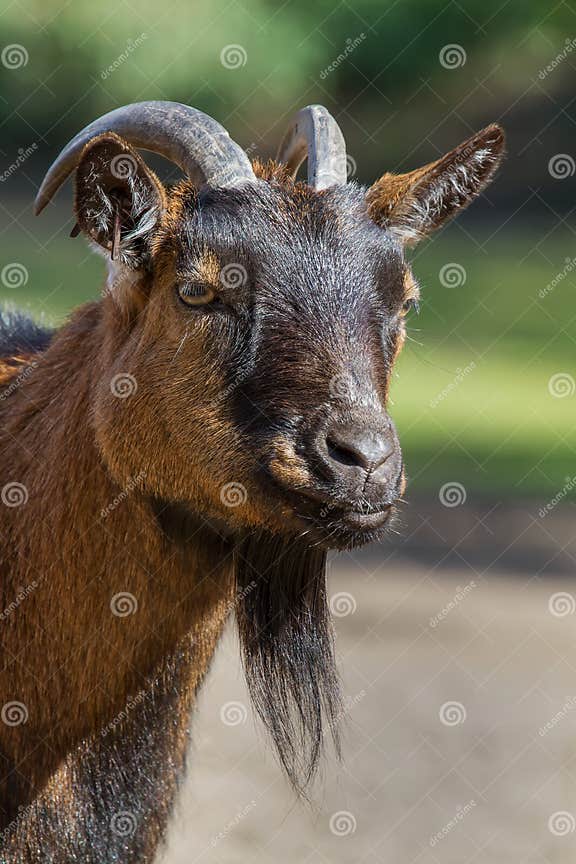 Chèvre naine photo stock. Image du doux, barbichette - 40253244