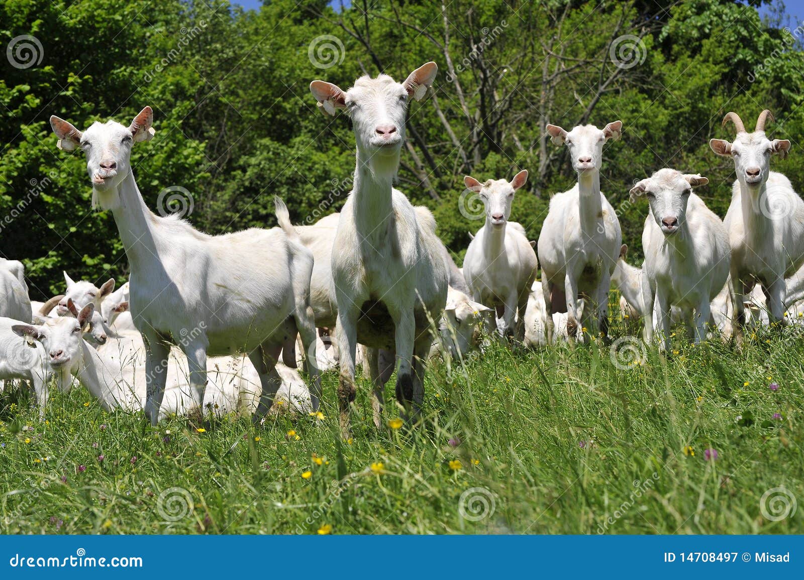 Chèvres blanches image stock. Image du yeux, pâturage - 14708497
