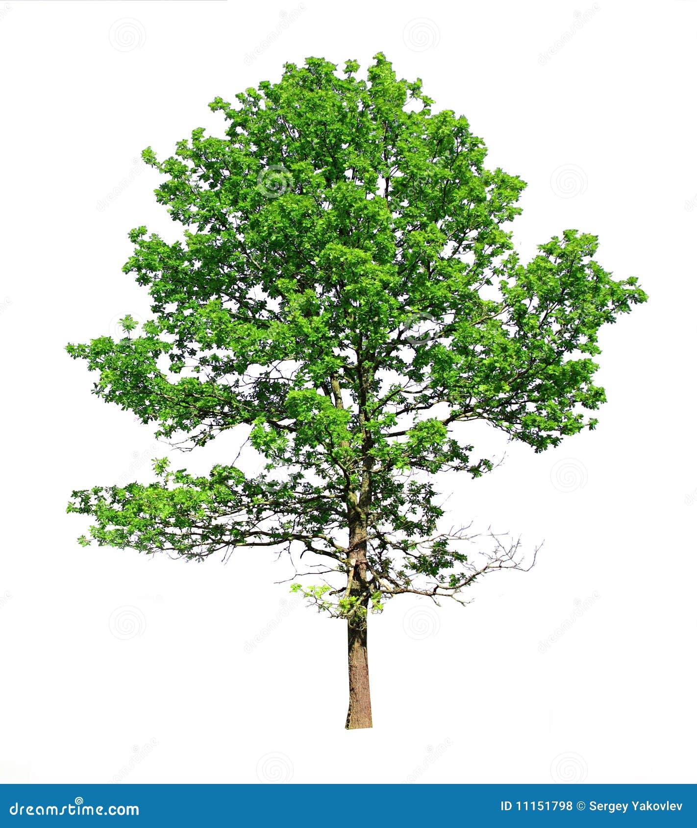 Chêne vert photo stock. Image du calme, puissant, climat - 11151798