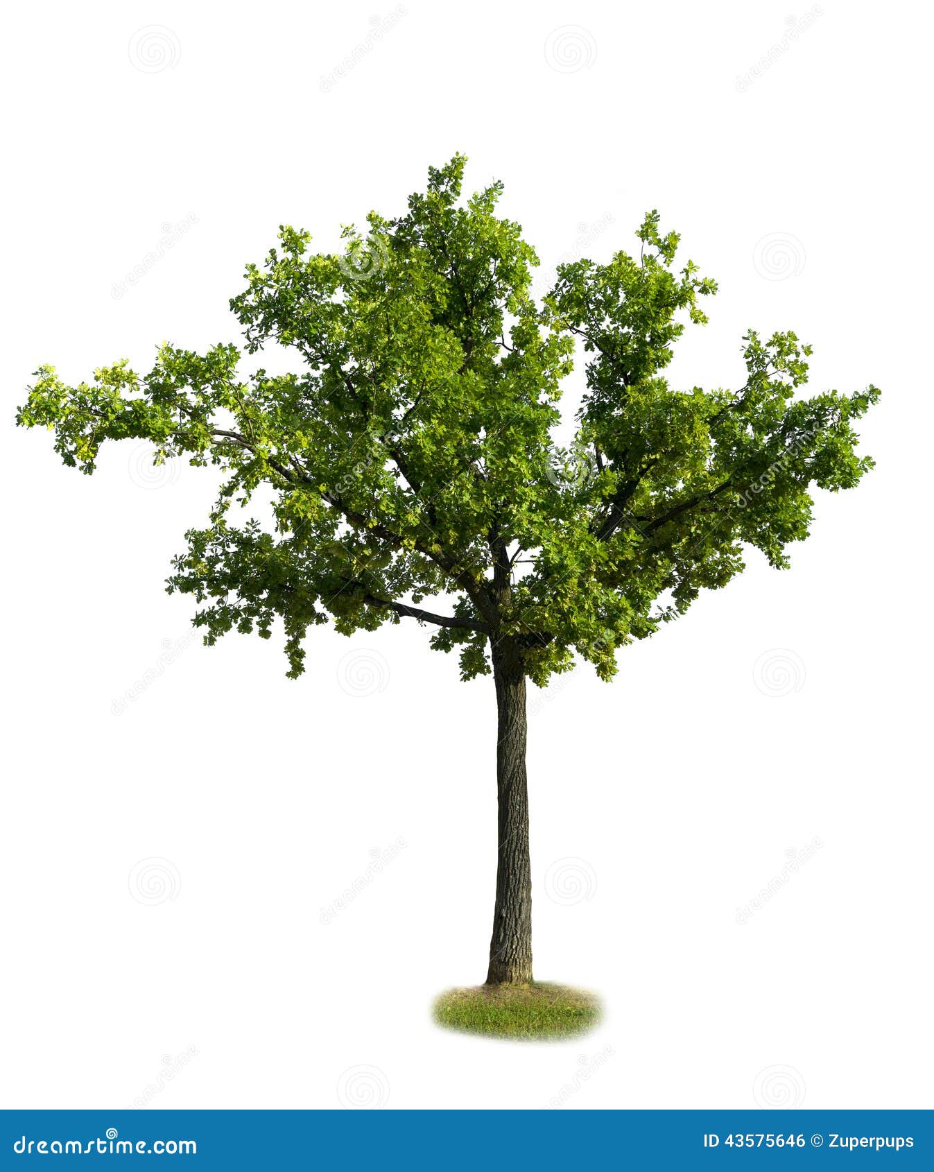 Chêne vert photo stock. Image du grand, durée, branchements - 43575646