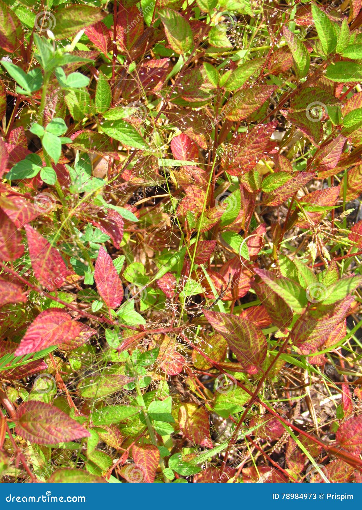 Chíbese Una Variedad De Colores Juntos Imagen de archivo - Imagen de ...