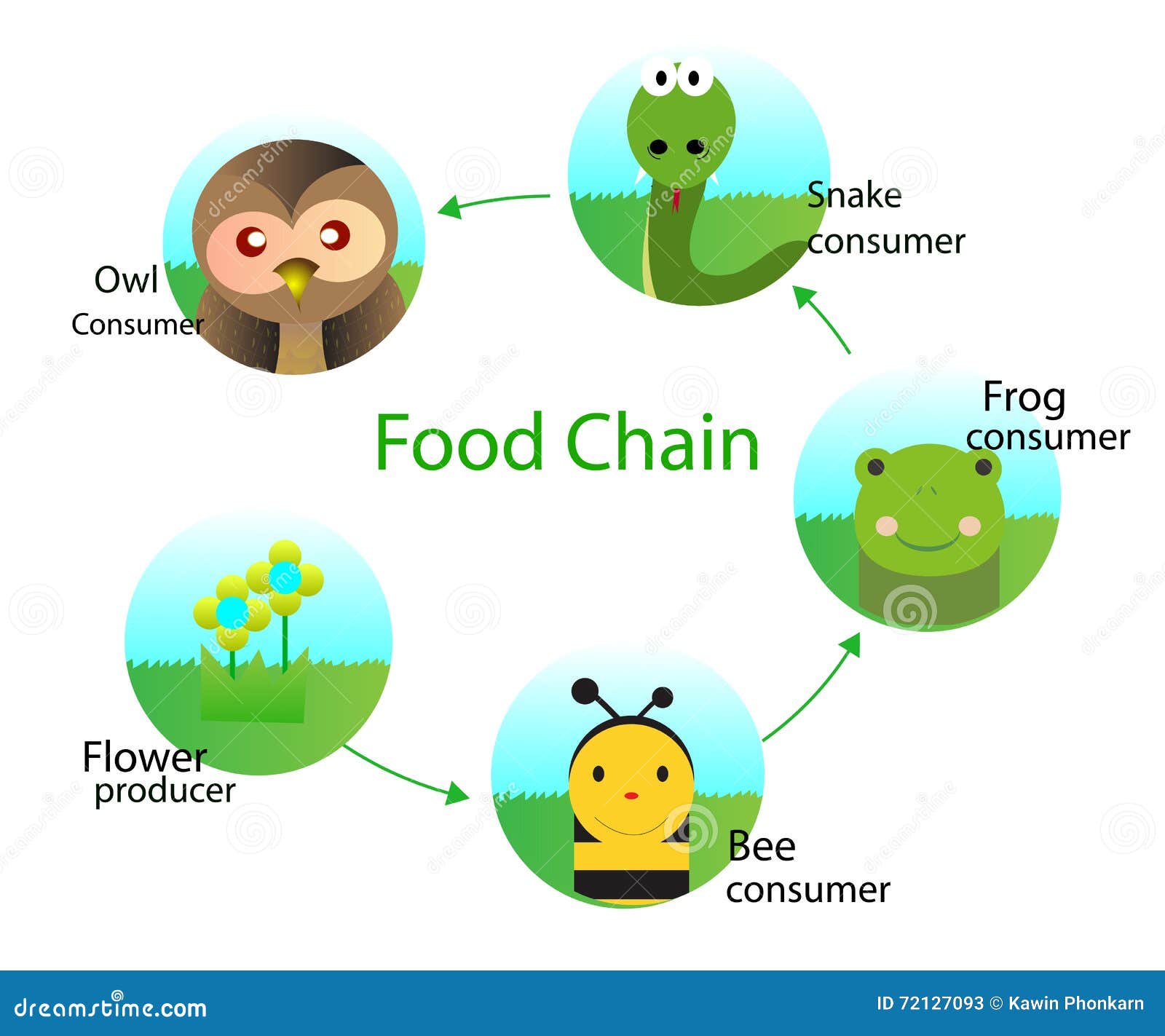 Chaîne alimentaire illustration de vecteur. Illustration du mignon ...