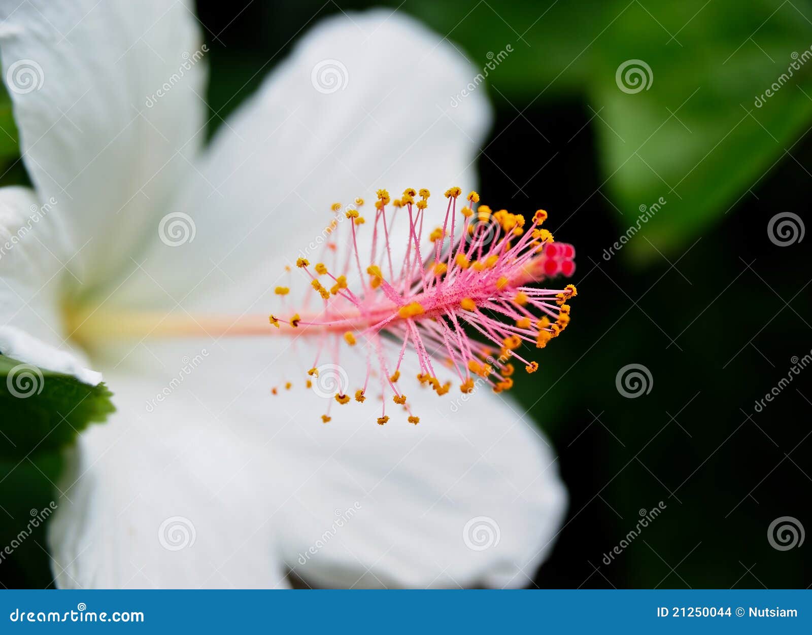 Cha Ba flowers in Thailand stock photo. Image of lovely - 21250044