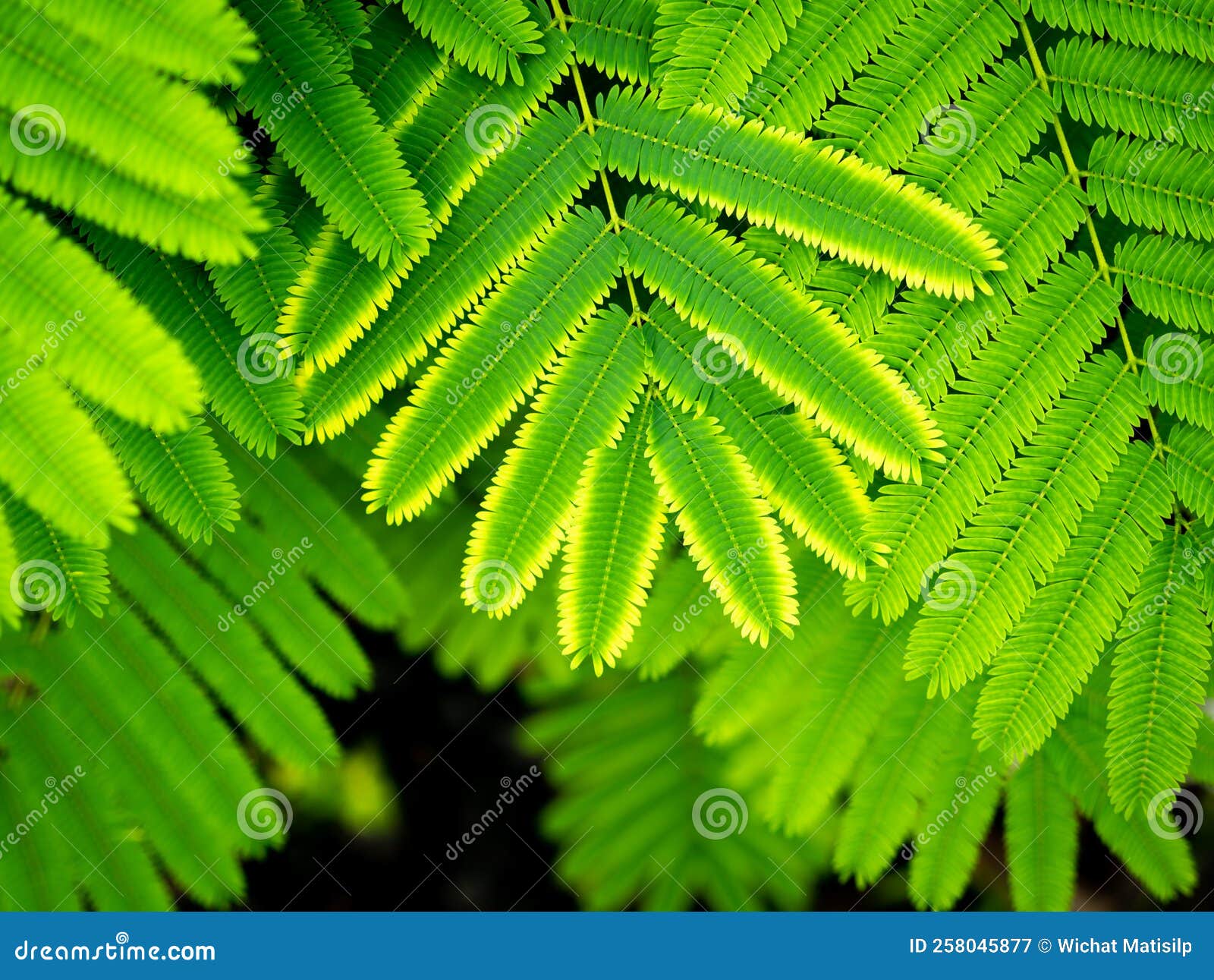 Cha Leaves are Arranged in Row Stock Image - Image of botany, branch ...