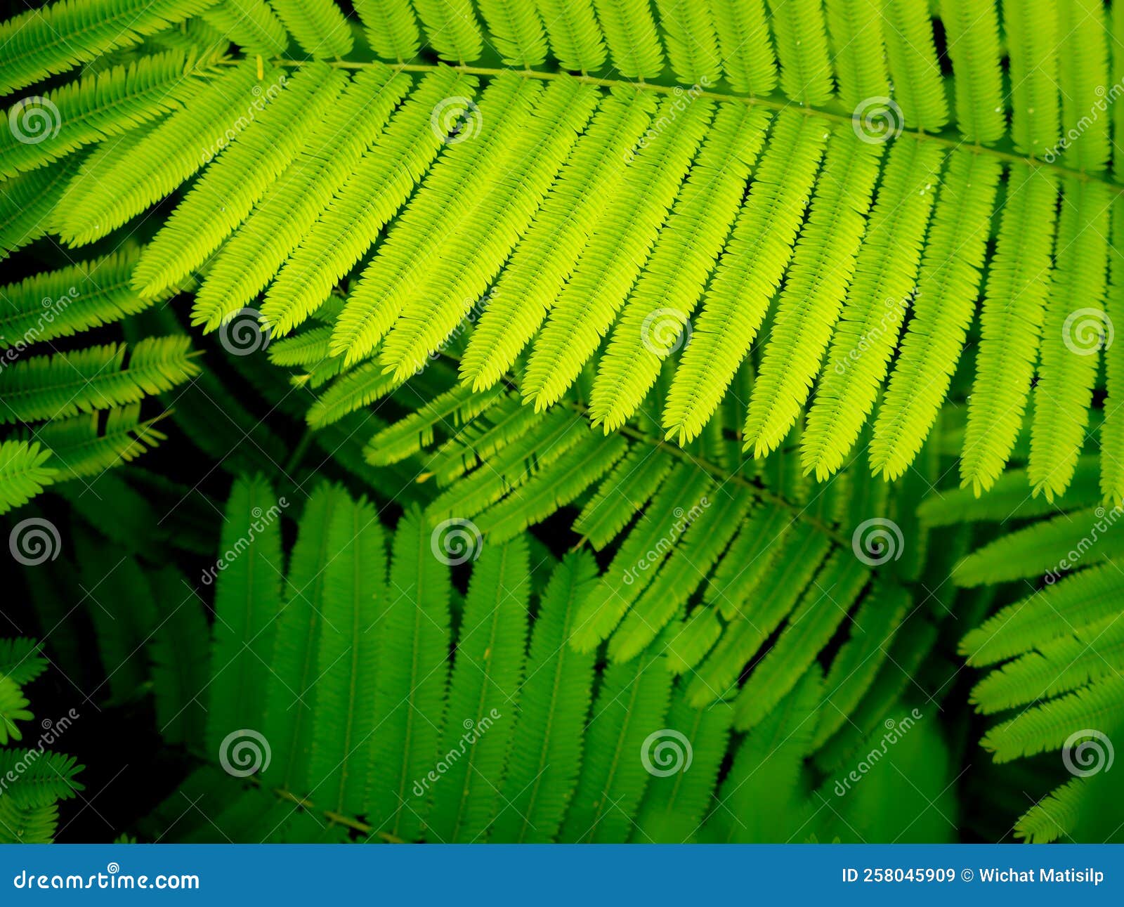 Cha Leaves are Arranged in Row Stock Image - Image of line, acacia ...