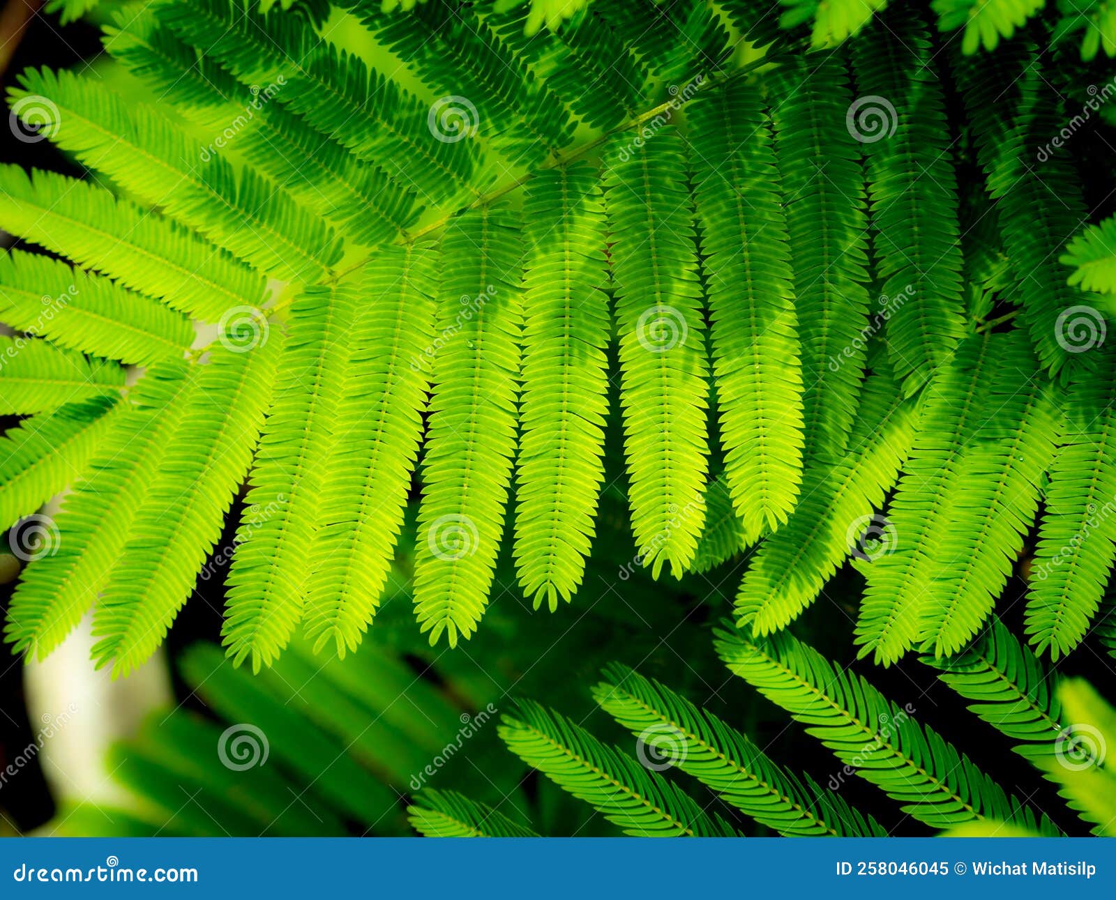 Cha Leaves are Lined in the Row Stock Image - Image of bright, acacia ...