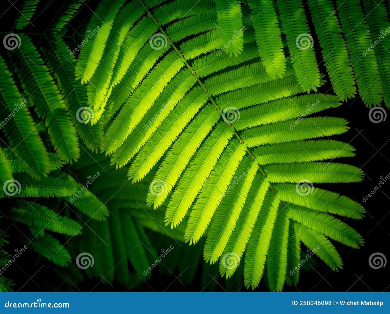 Cha Leaves are Lined in the Row Stock Photo - Image of background ...