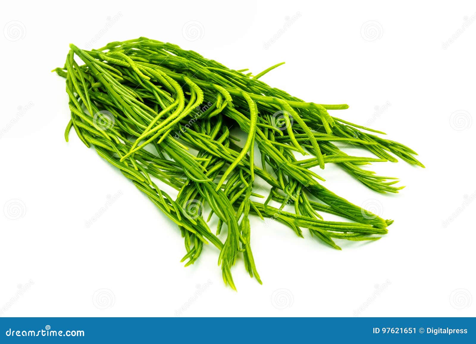 Cha Om Leaves stock image. Image of green, aromatic, leaves - 97621651