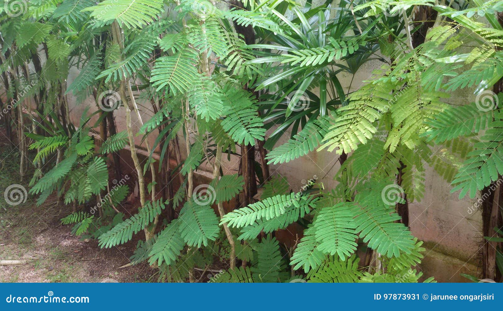 Cha om plant tree stock image. Image of plants, tree - 97873931