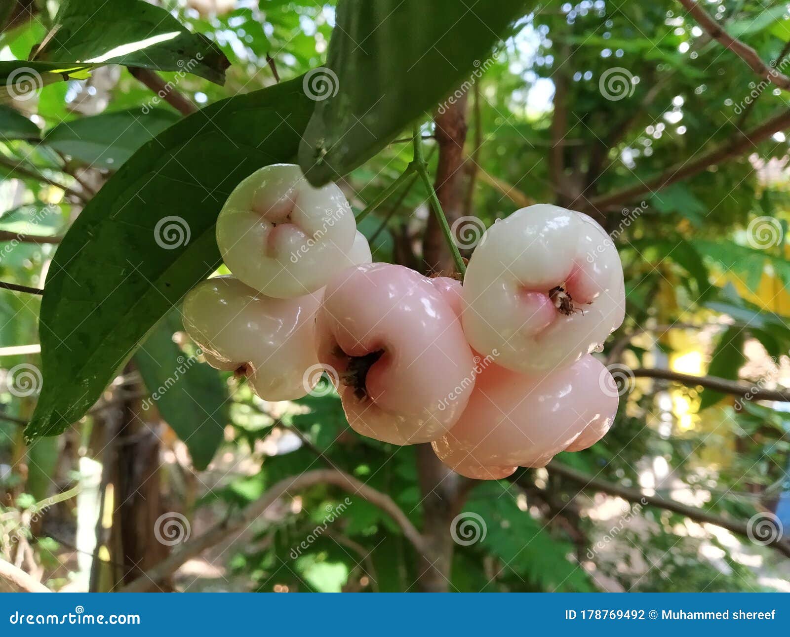 Chaamba 134 fruit stock photo. Image of frut, chaamba - 178769492