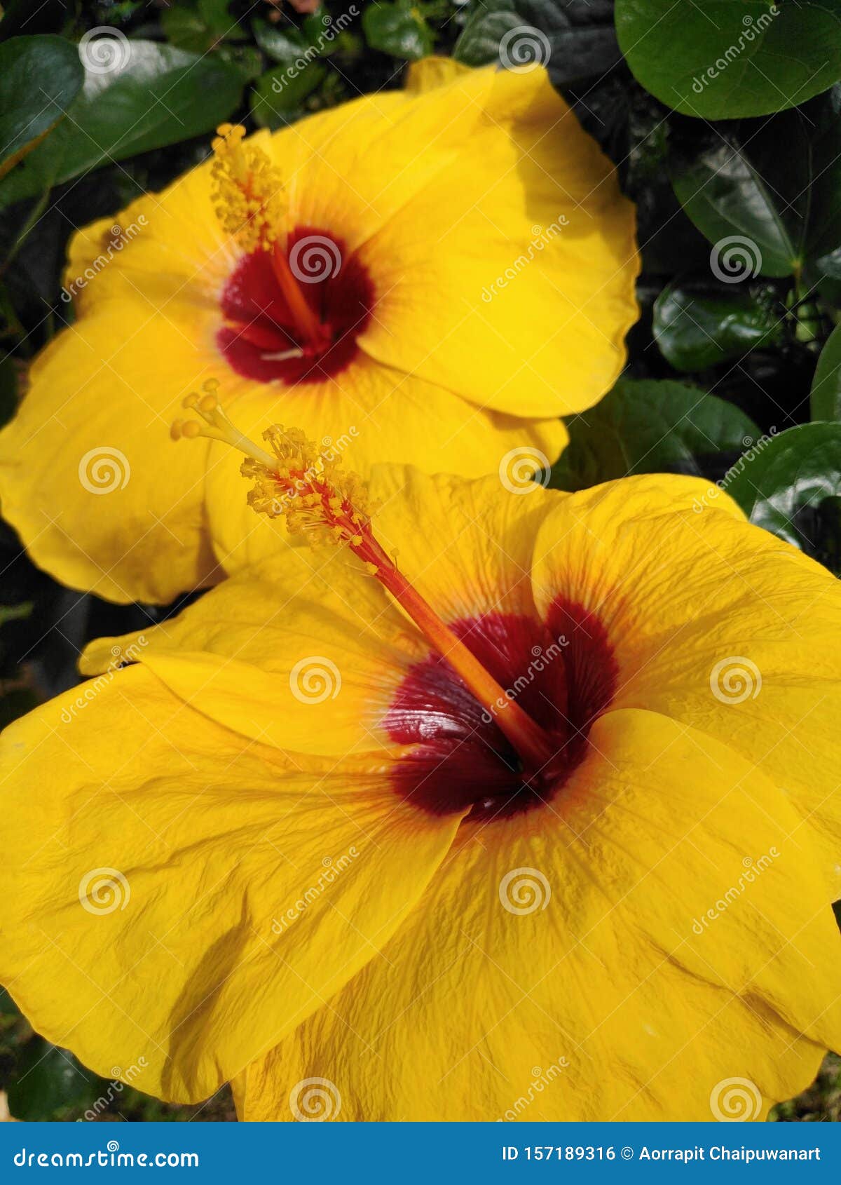 Chaba stock photo. Image of chaba, sepal, yello, partofflower - 157189316