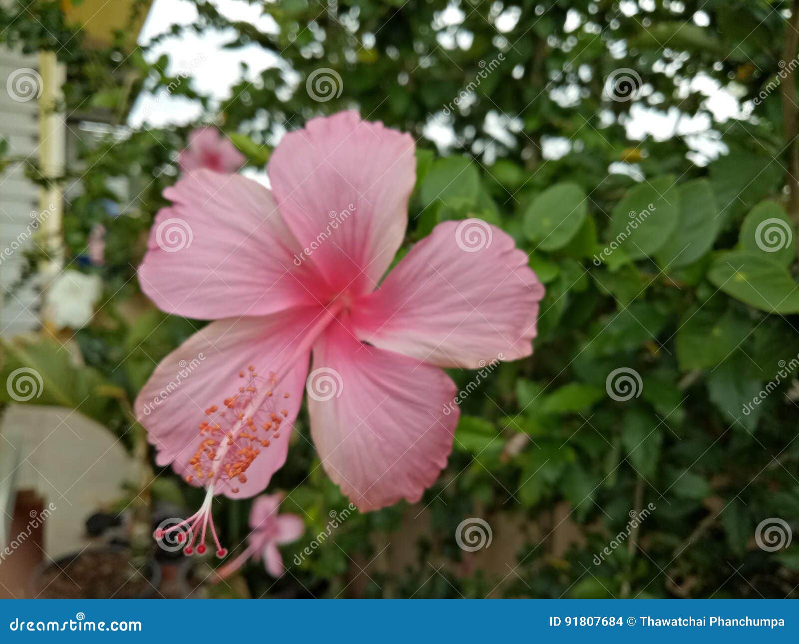 Chaba flower stock photo. Image of cute, chaba, backgrund - 91807684