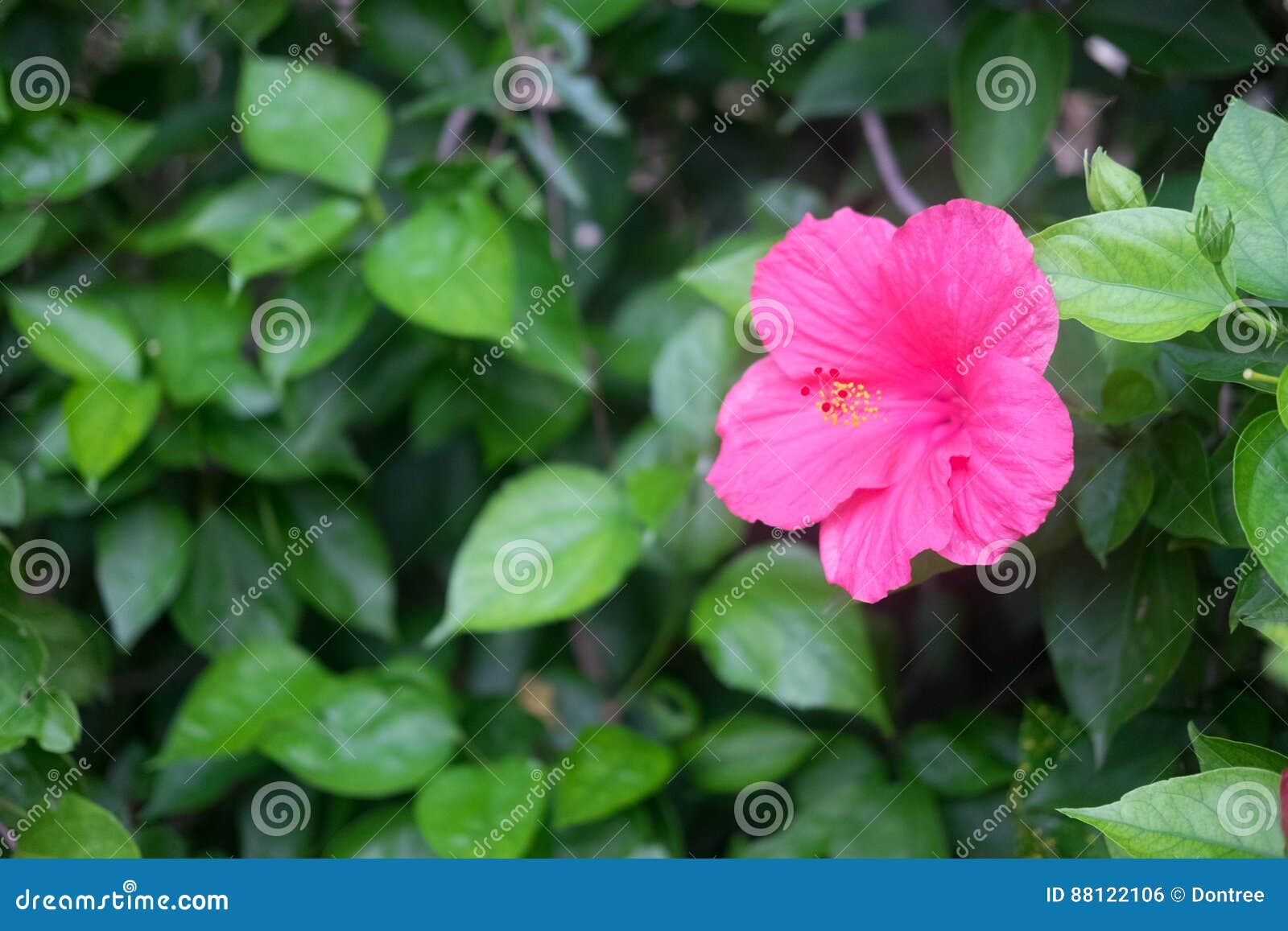 Chaba flower stock photo. Image of green, floral, hibiscus - 88122106